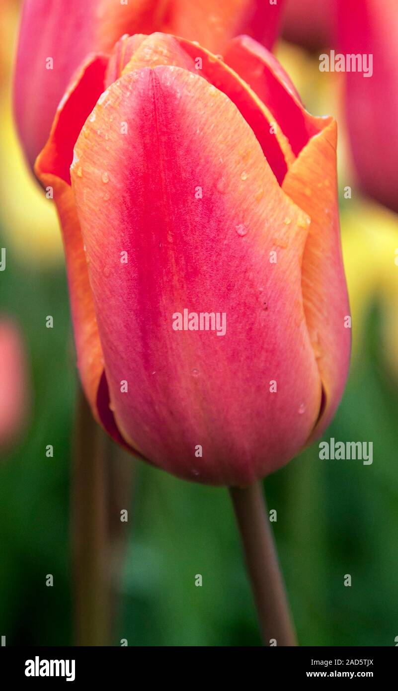 Tulip (Tulipa 'Charade') in flower Stock Photo - Alamy