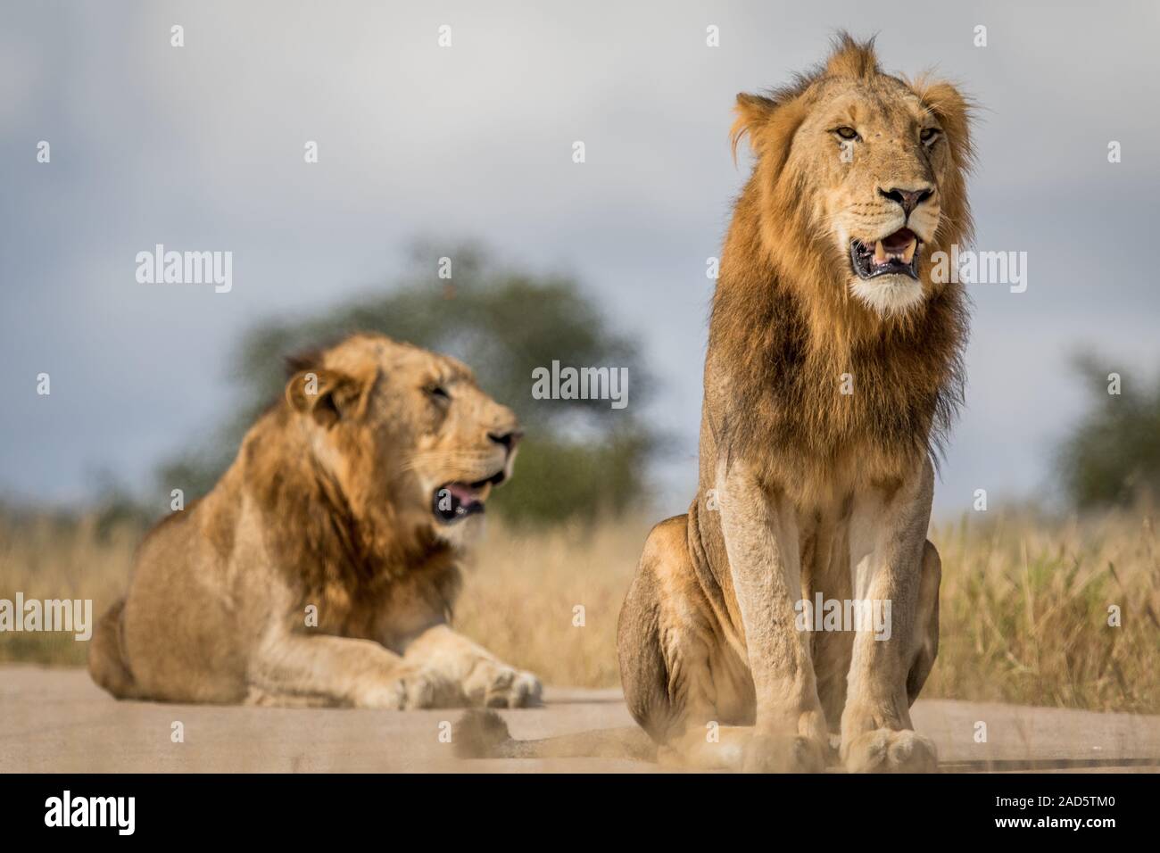 Two young male Lion brothers in Kruger Stock Photo - Alamy