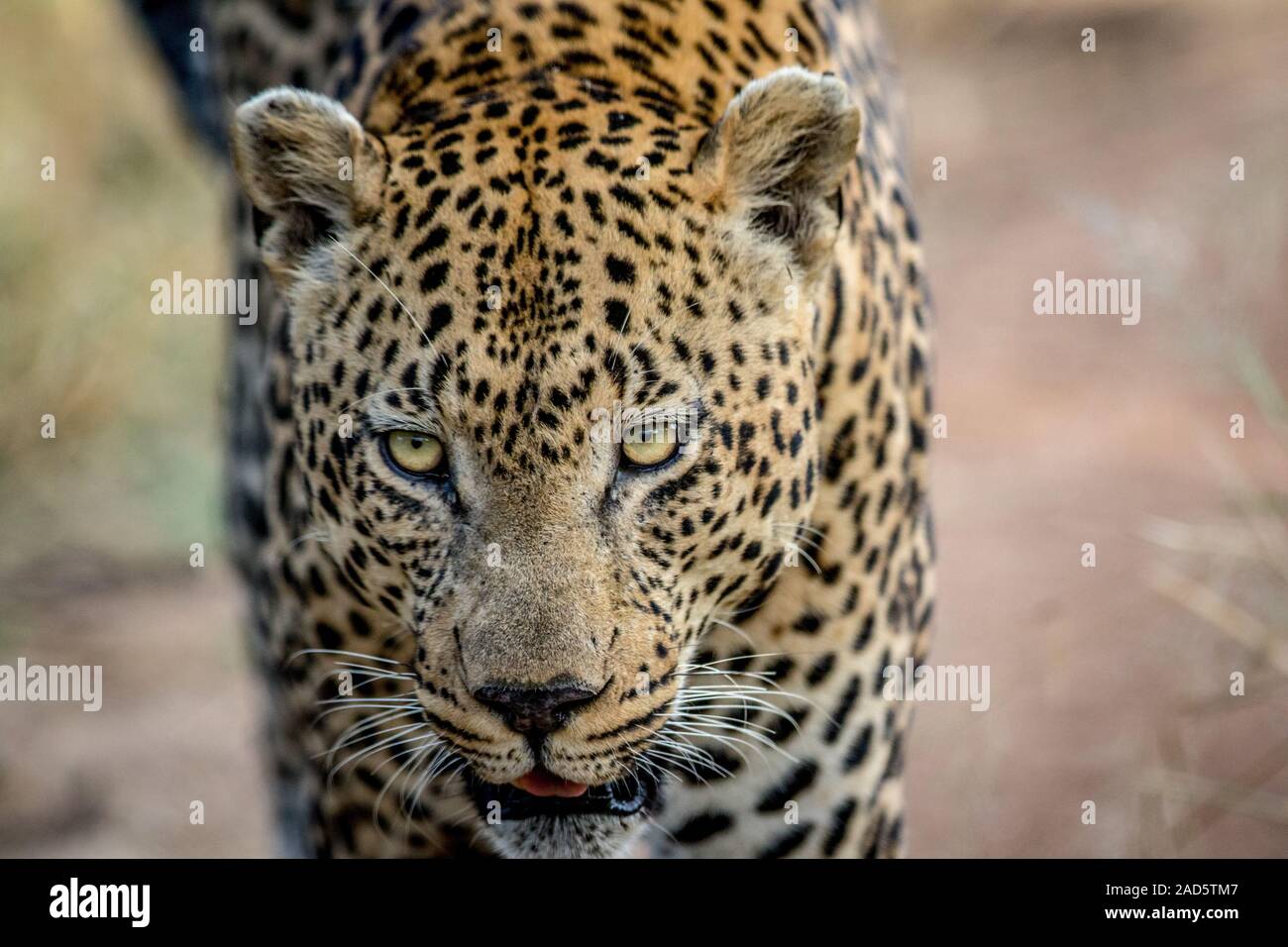 Close up cute big hi-res stock photography and images - Alamy