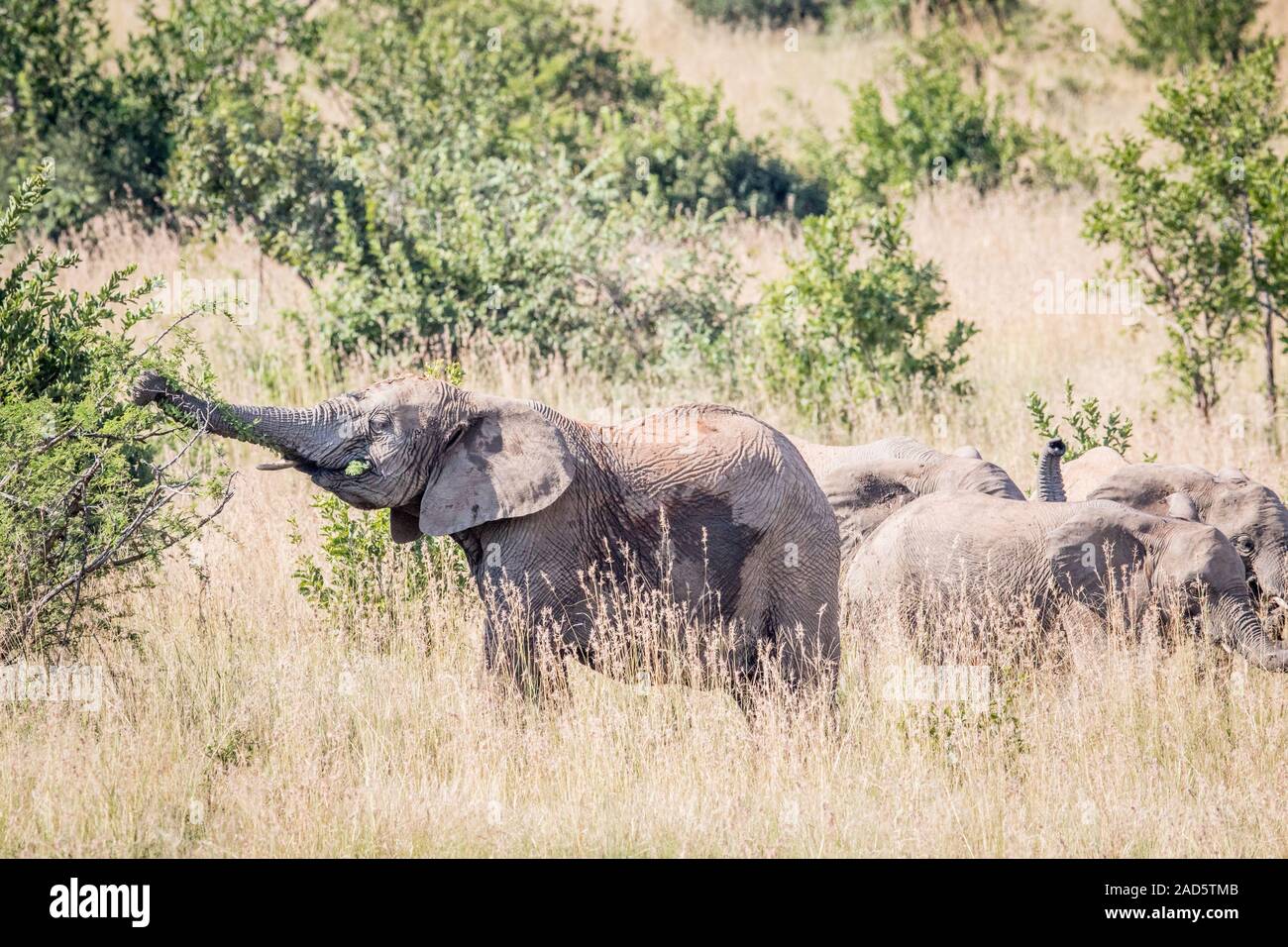 Elephant eating from tree hi-res stock photography and images - Alamy