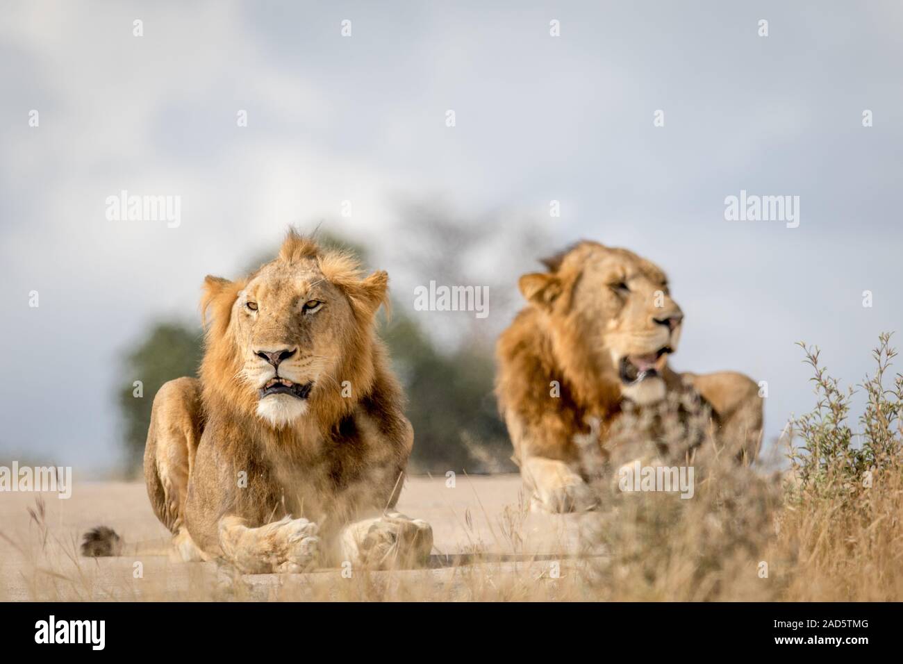 Two majestic lion brothers hi-res stock photography and images - Alamy