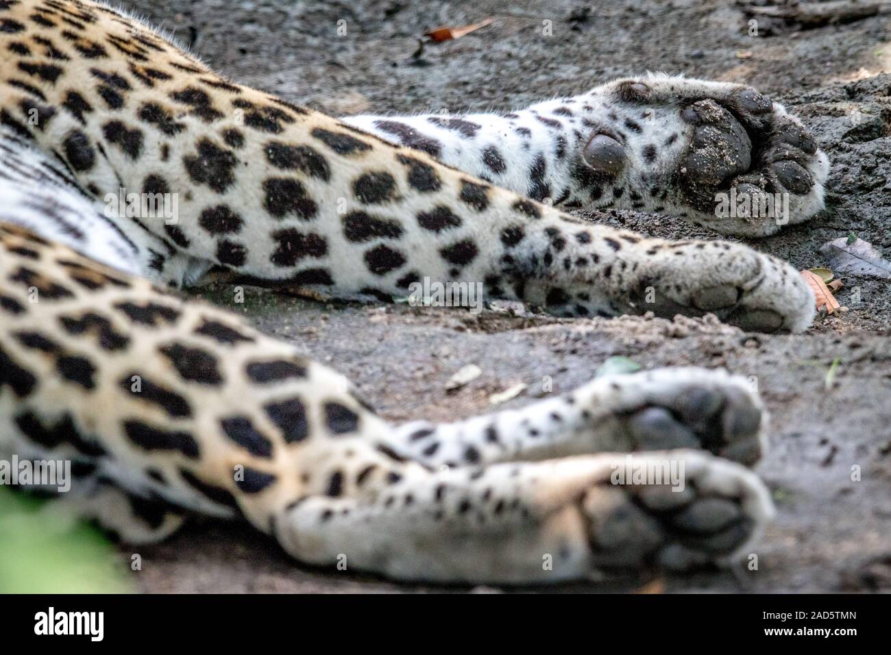 African male feet hi-res stock photography and images - Alamy