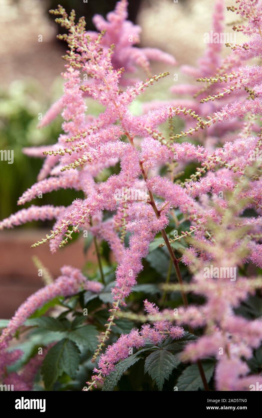 False goat's beard (Astilbe arendsii 'Bressingham Beauty') in flower ...