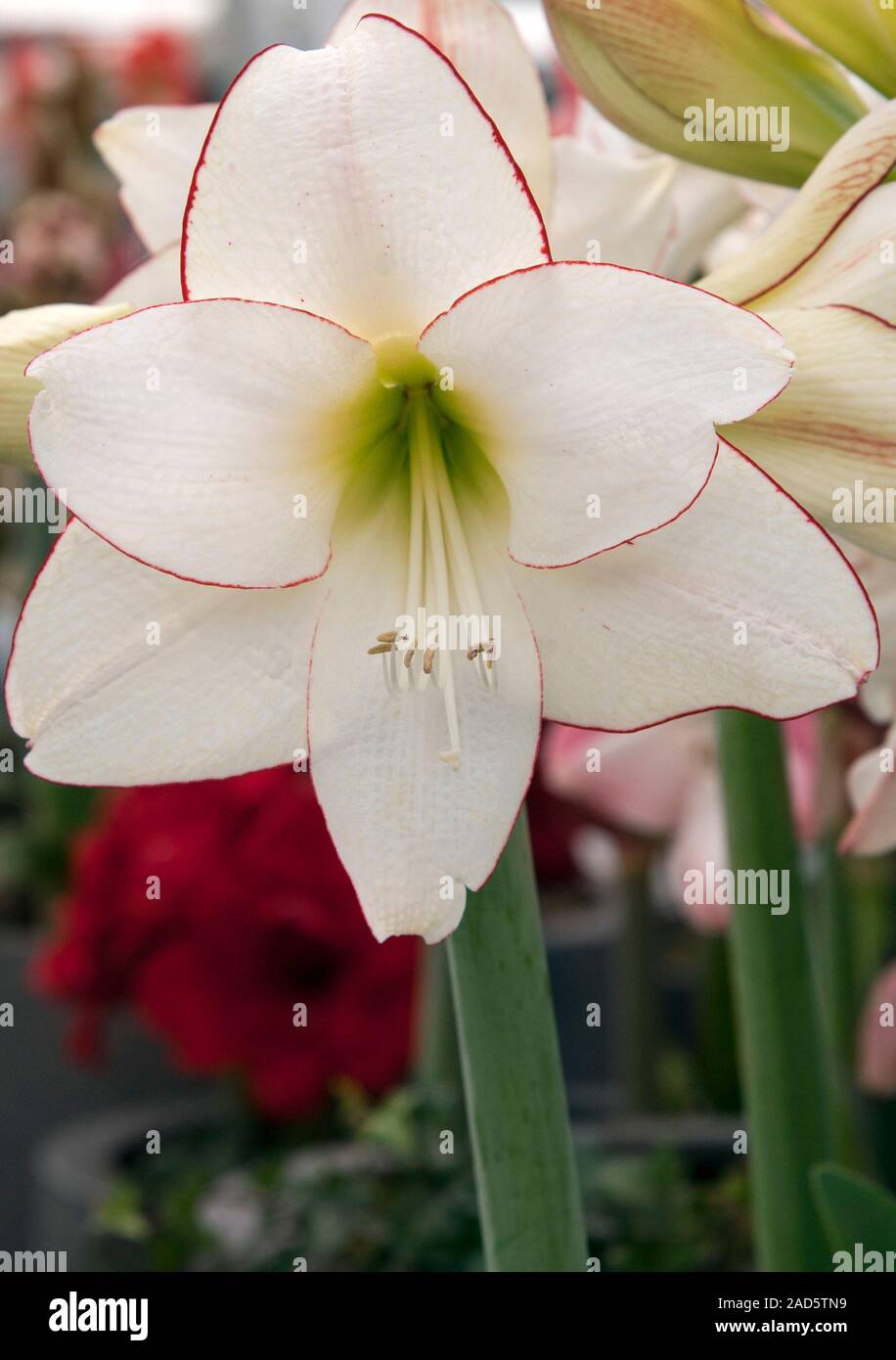 Amaryllis 'Picotee' (Hippeastrum sp.) in flower Stock Photo - Alamy