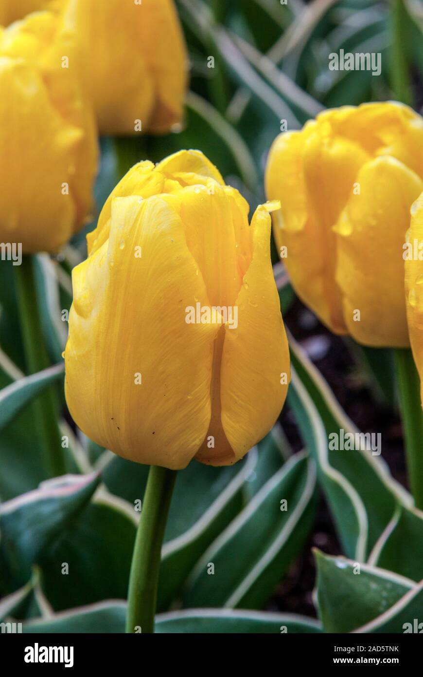 Tulip (Tulipa 'Calimero') in flower Stock Photo - Alamy