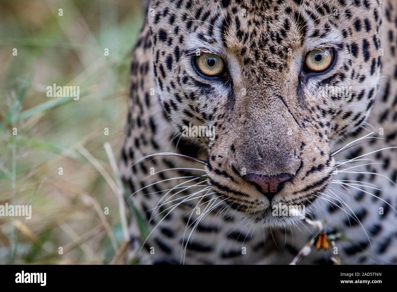 Leopard big male in hi-res stock photography and images - Alamy