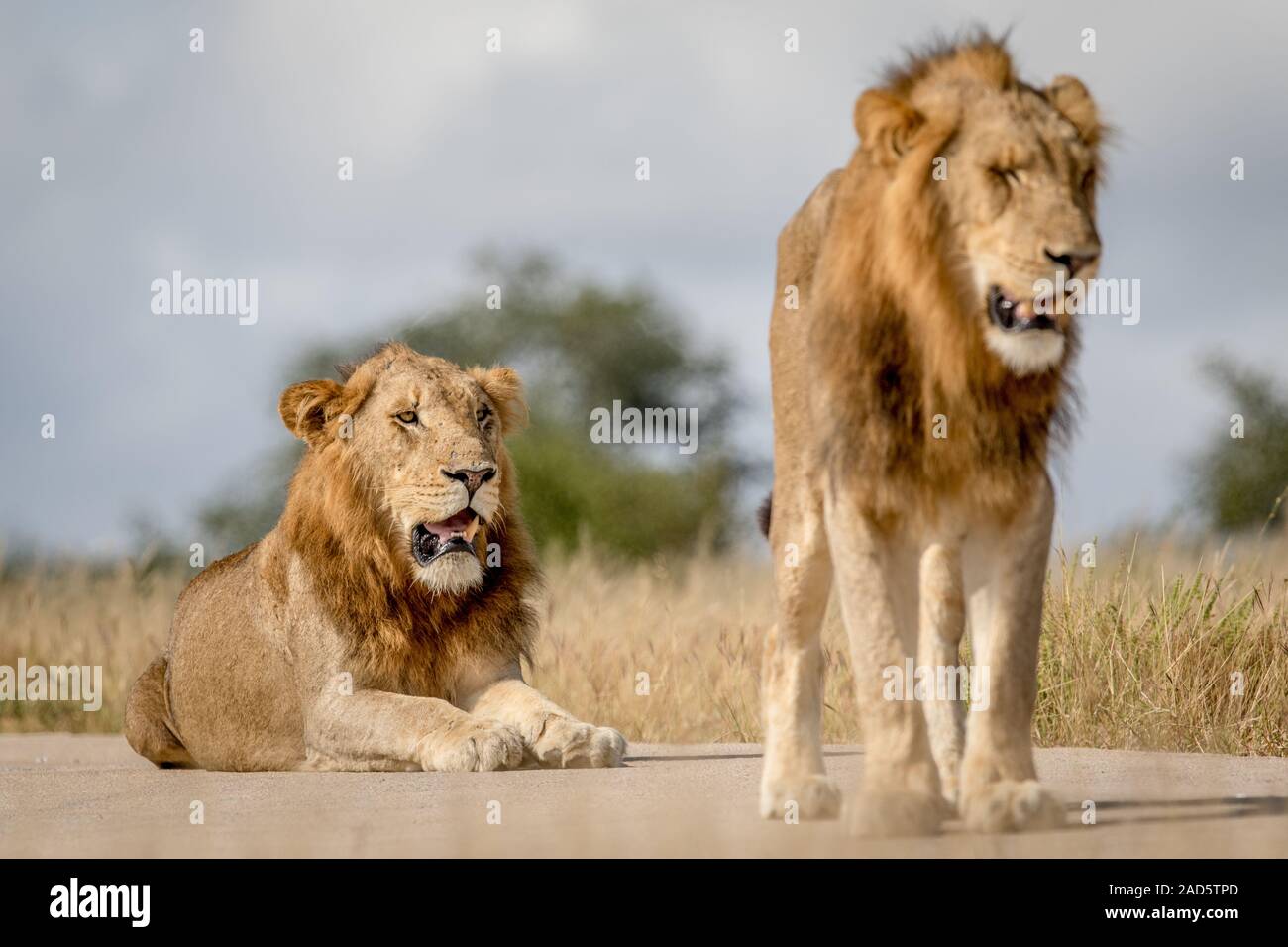 Two young male Lion brothers in Kruger Stock Photo - Alamy