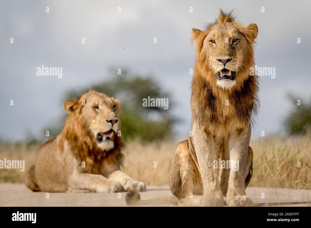 Two majestic lion brothers hi-res stock photography and images - Alamy