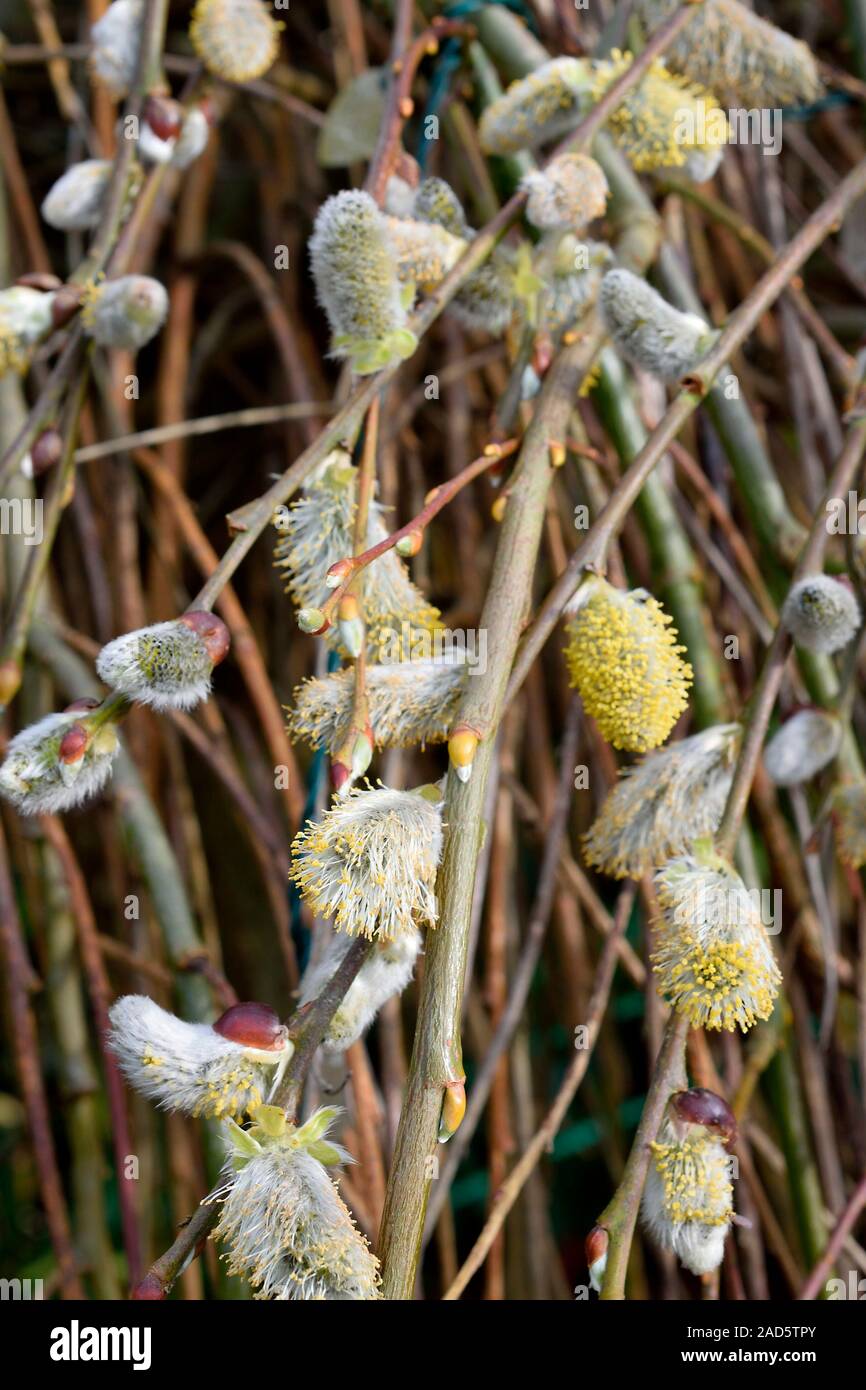 Goat willow catkins. Flower clusters (catkins) on a goat willow (Salix ...