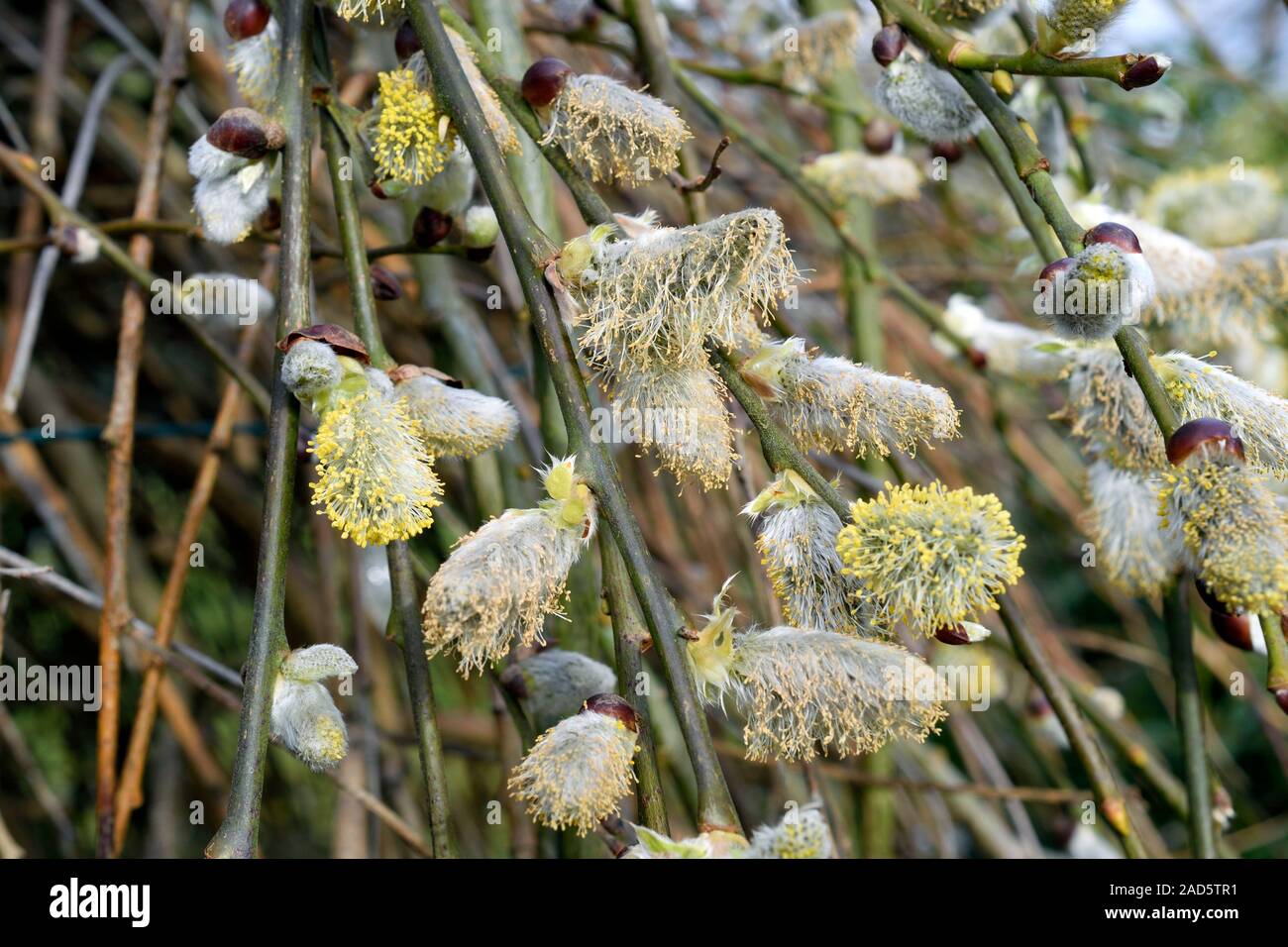 Goat willow catkins. Flower clusters (catkins) on a goat willow (Salix ...