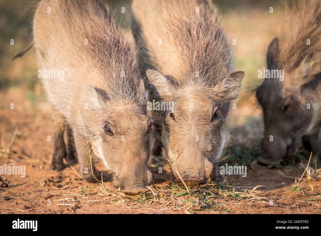Group of hogs hi-res stock photography and images - Alamy