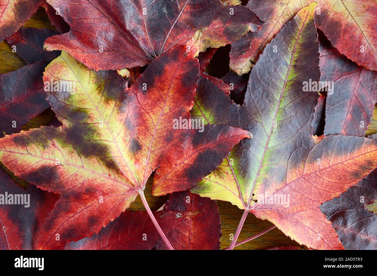 Downy Japanese maple leaves. Fallen leaves in autumn from the downy ...