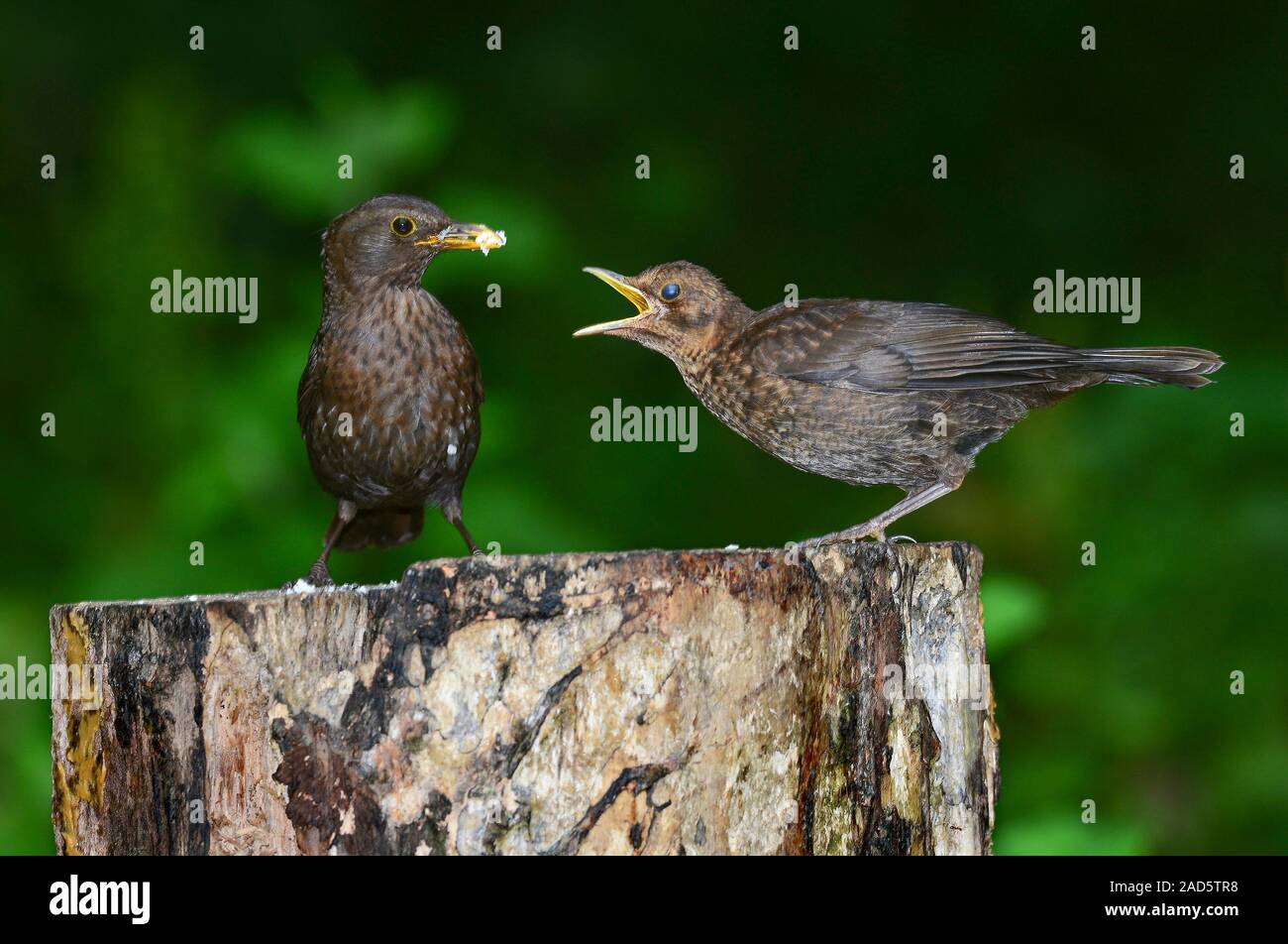 Blackbird mother feeding a fledgling. Adult female common blackbird ...