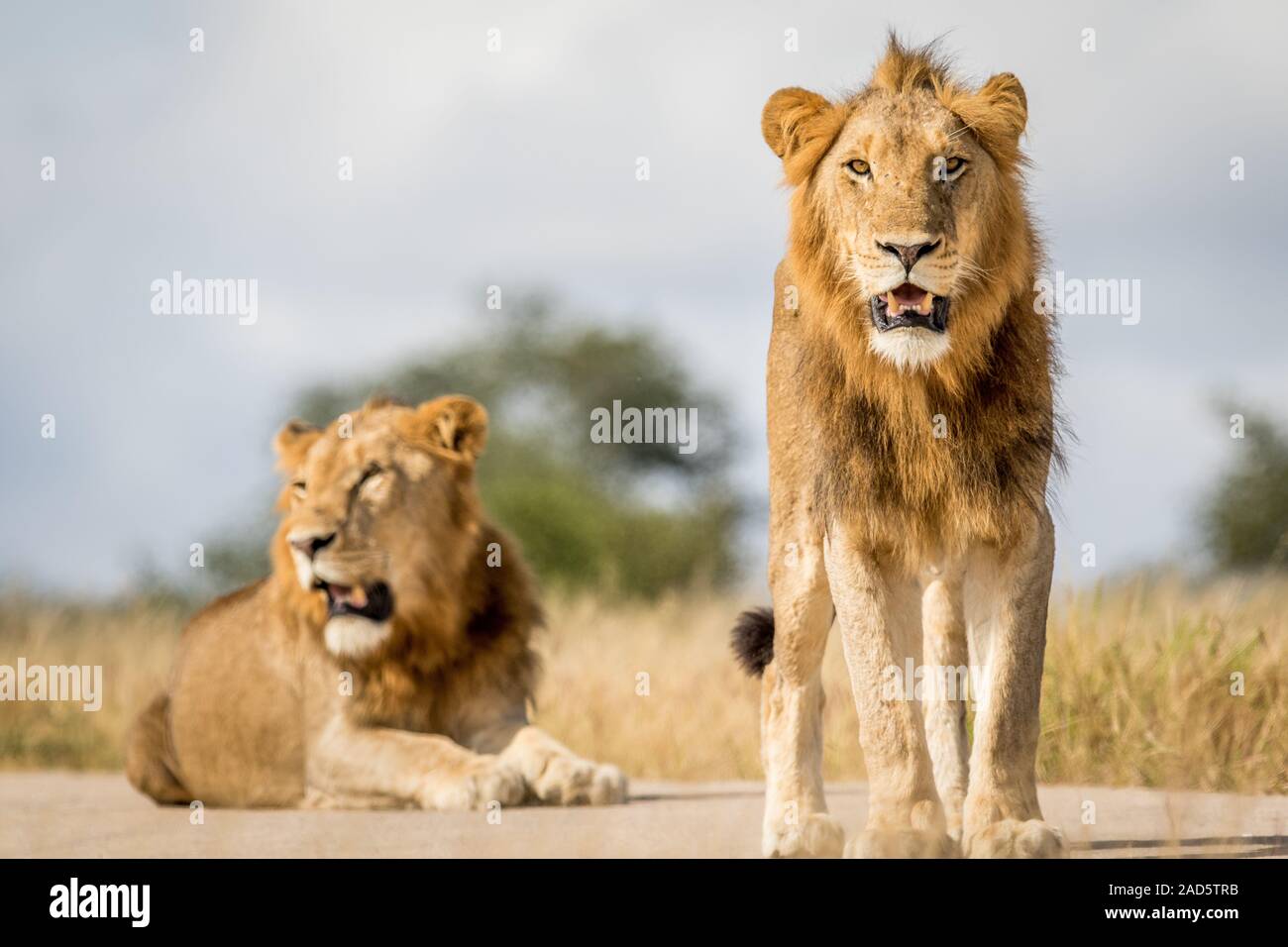 Two young male Lion brothers in Kruger Stock Photo - Alamy