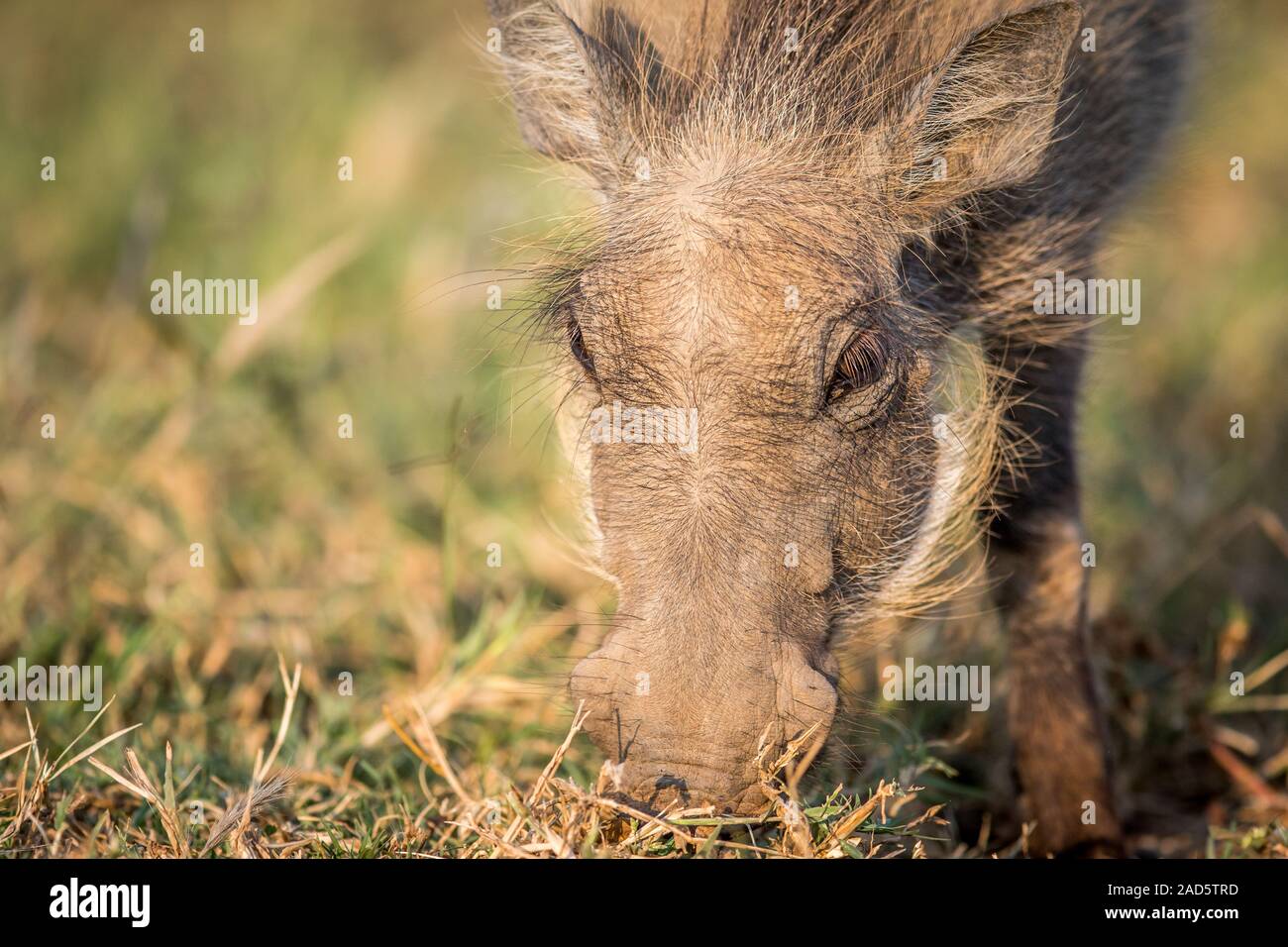 Pumba eating hi-res stock photography and images - Alamy