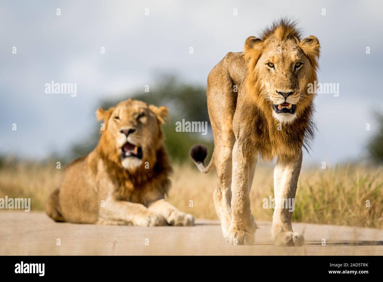 Two young male Lion brothers in Kruger Stock Photo - Alamy