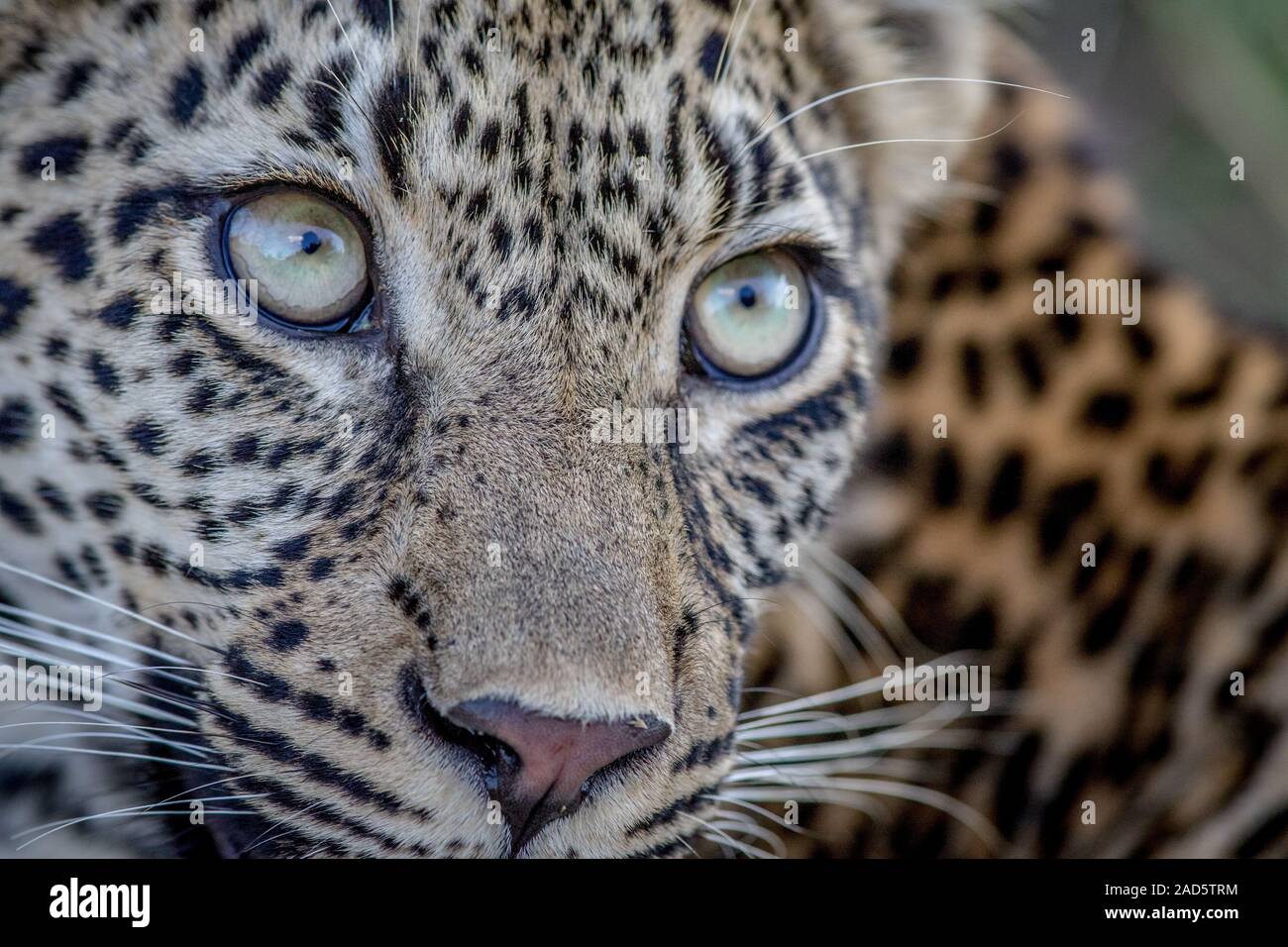 African leopard face hi-res stock photography and images - Alamy