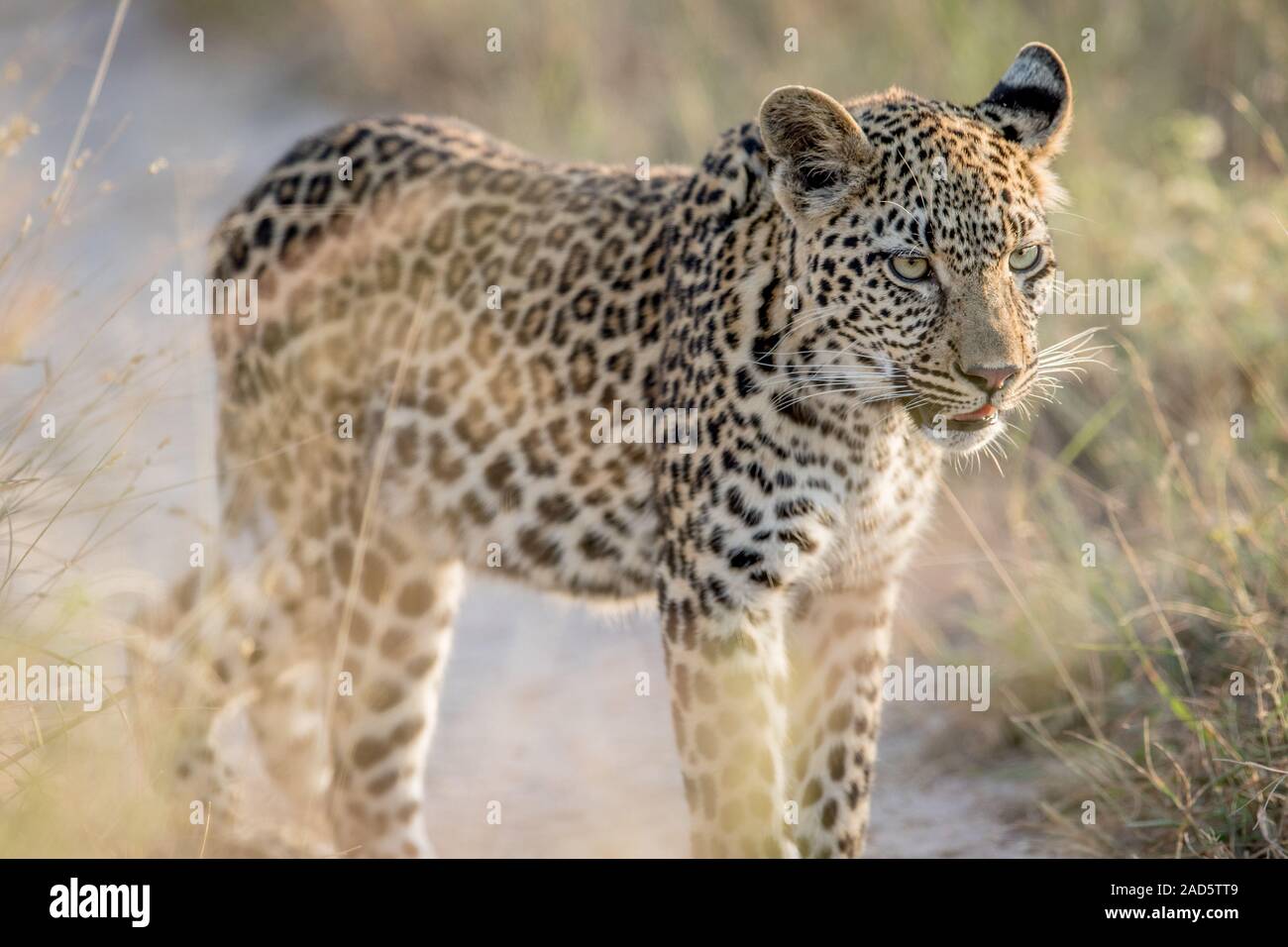 Young Leopard standing in the sand Stock Photo - Alamy