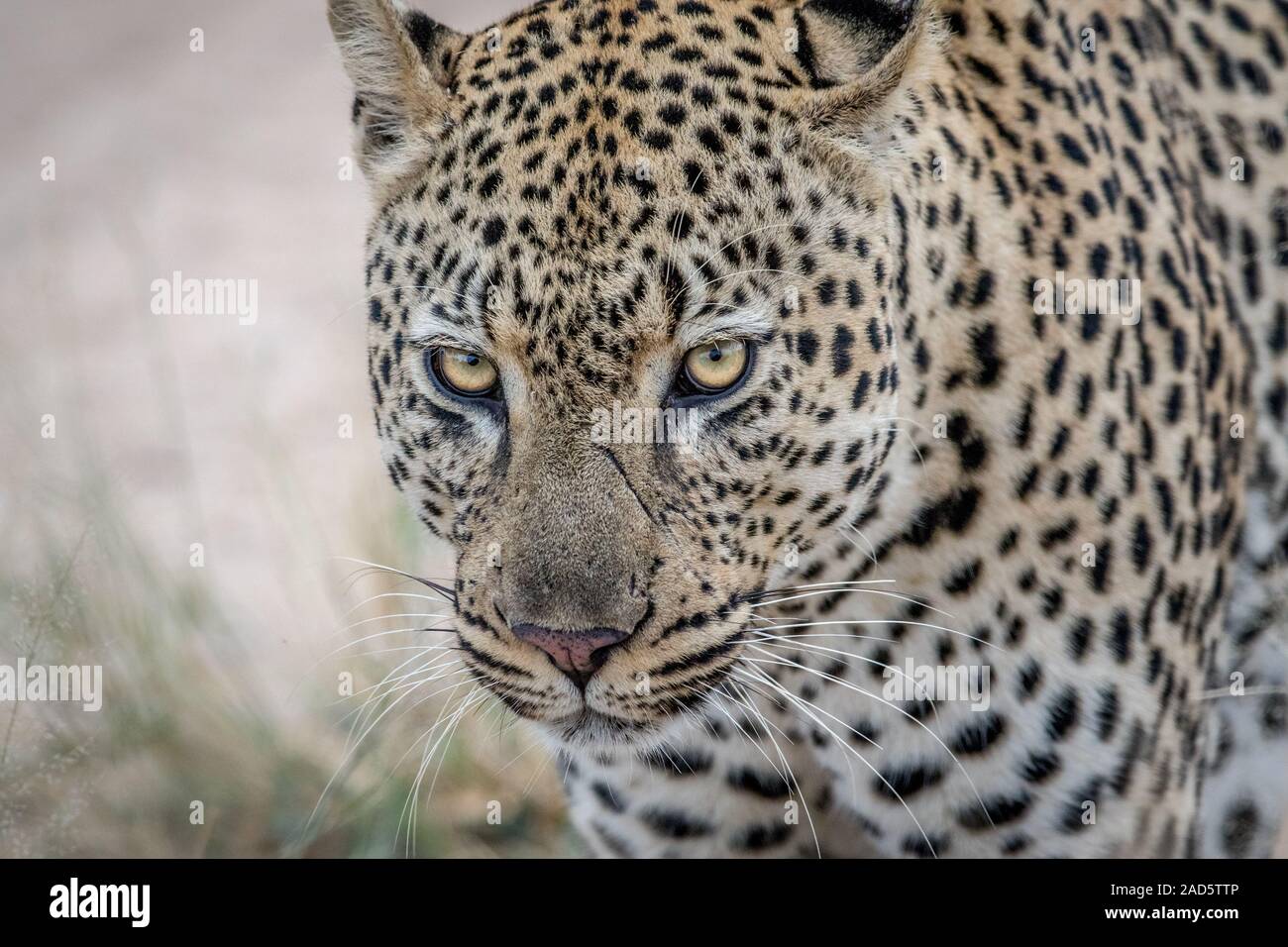 Leopard big male in hi-res stock photography and images - Alamy