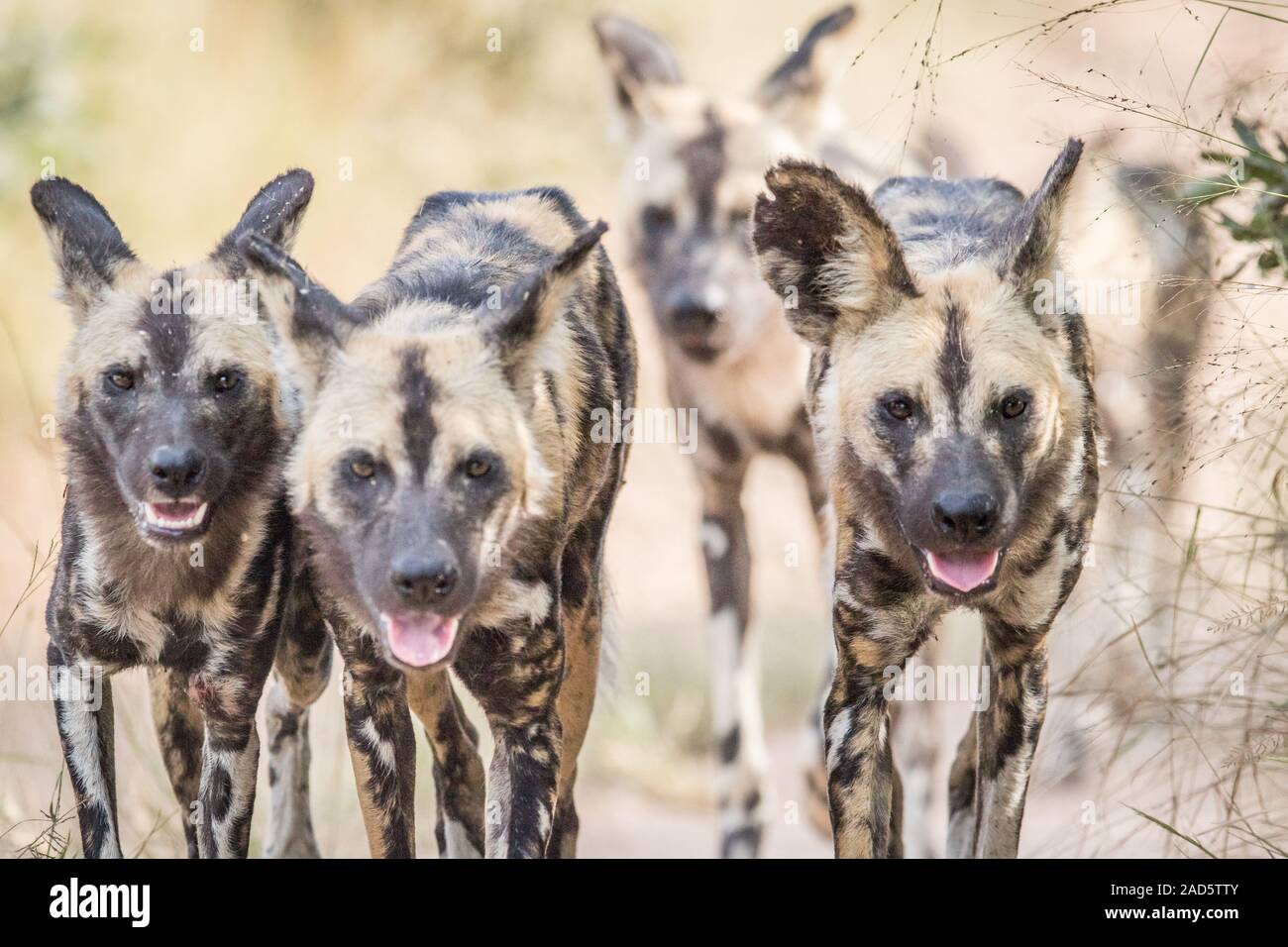 African dogs hi-res stock photography and images - Alamy