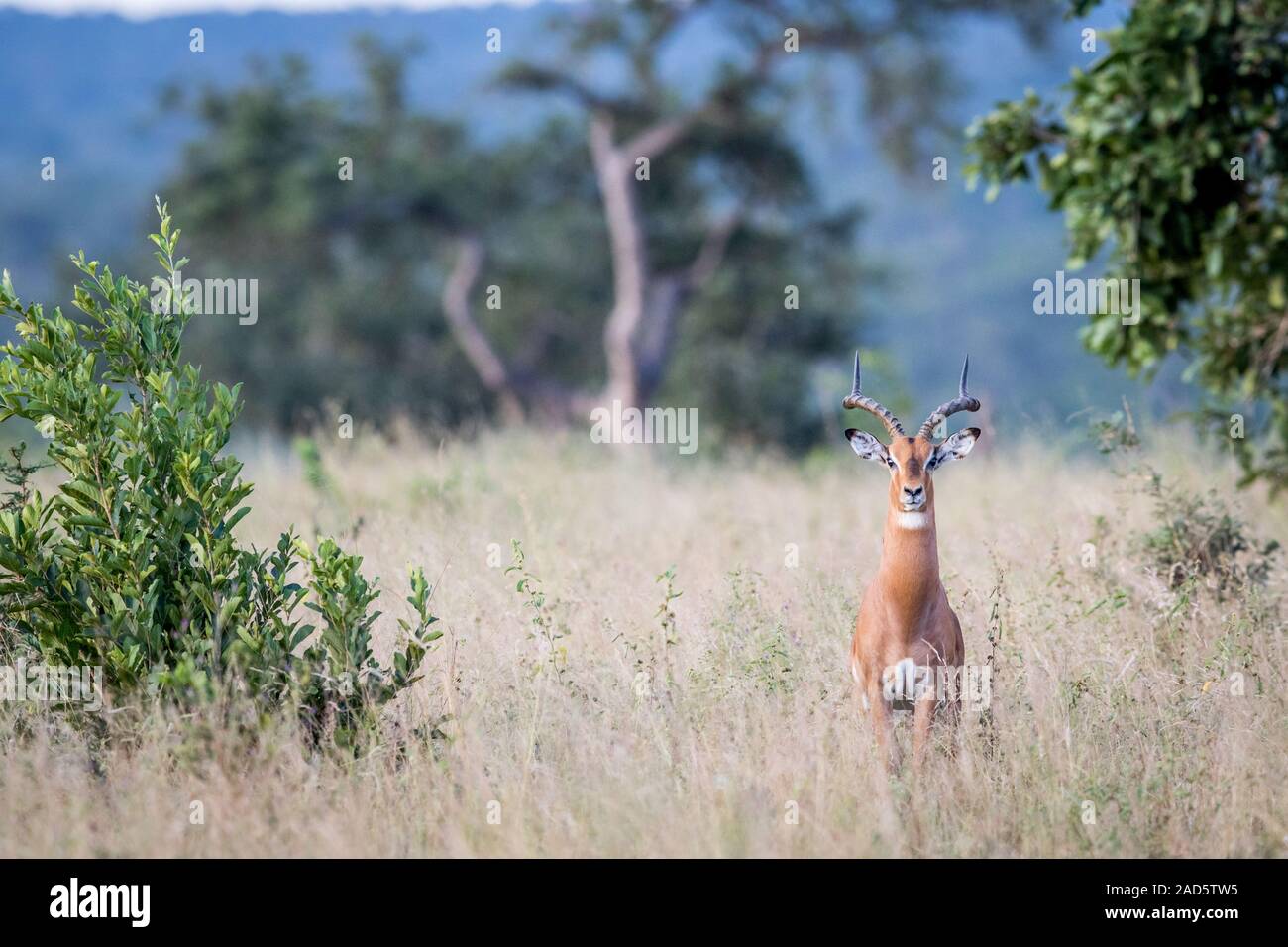 Impala ram starring at the camera Stock Photo - Alamy