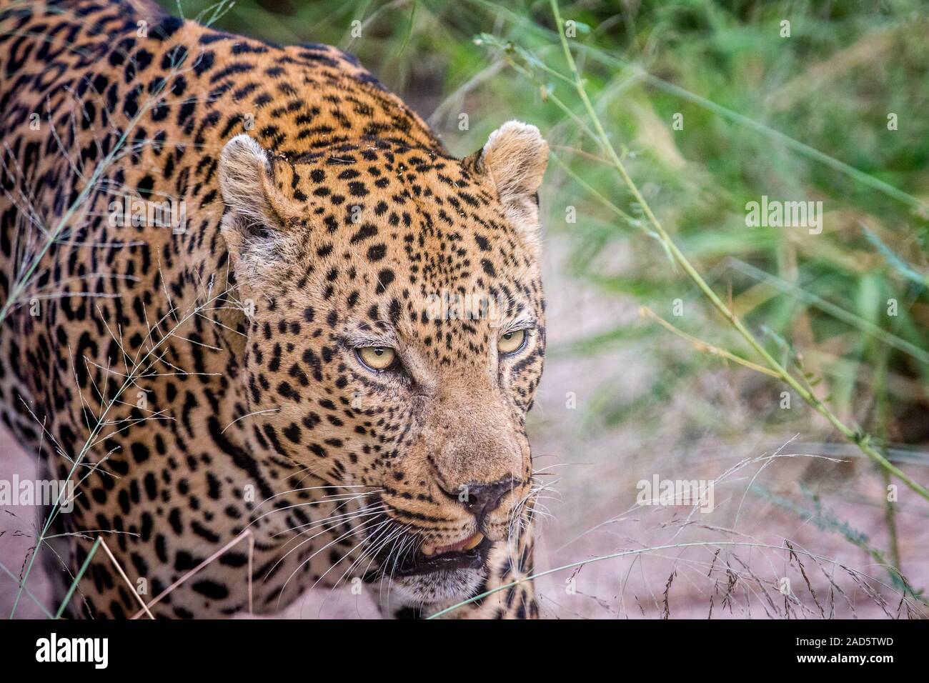 Side profile of a big male Leopard Stock Photo - Alamy