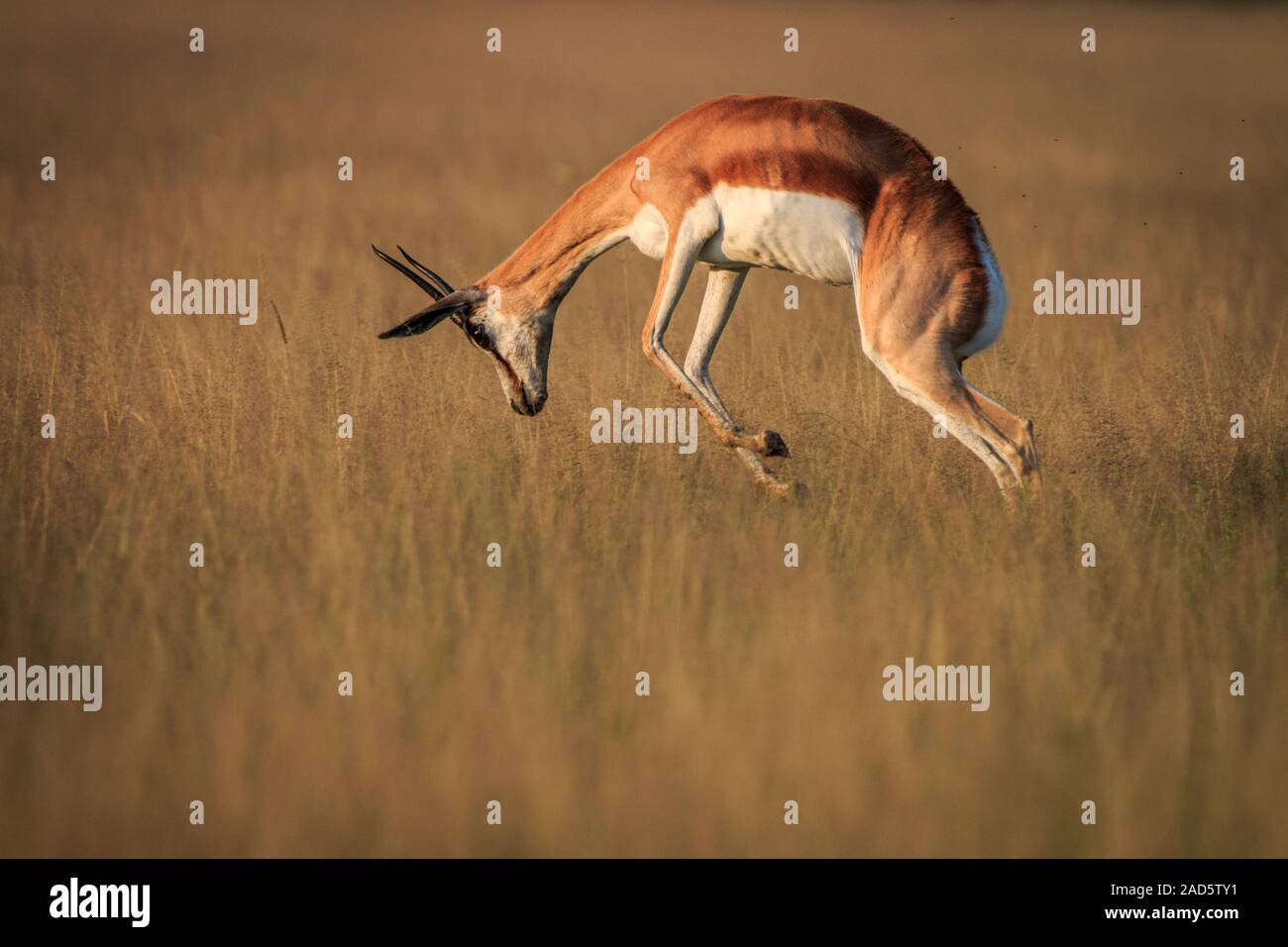 Springbok jumping south africa hi-res stock photography and images - Alamy