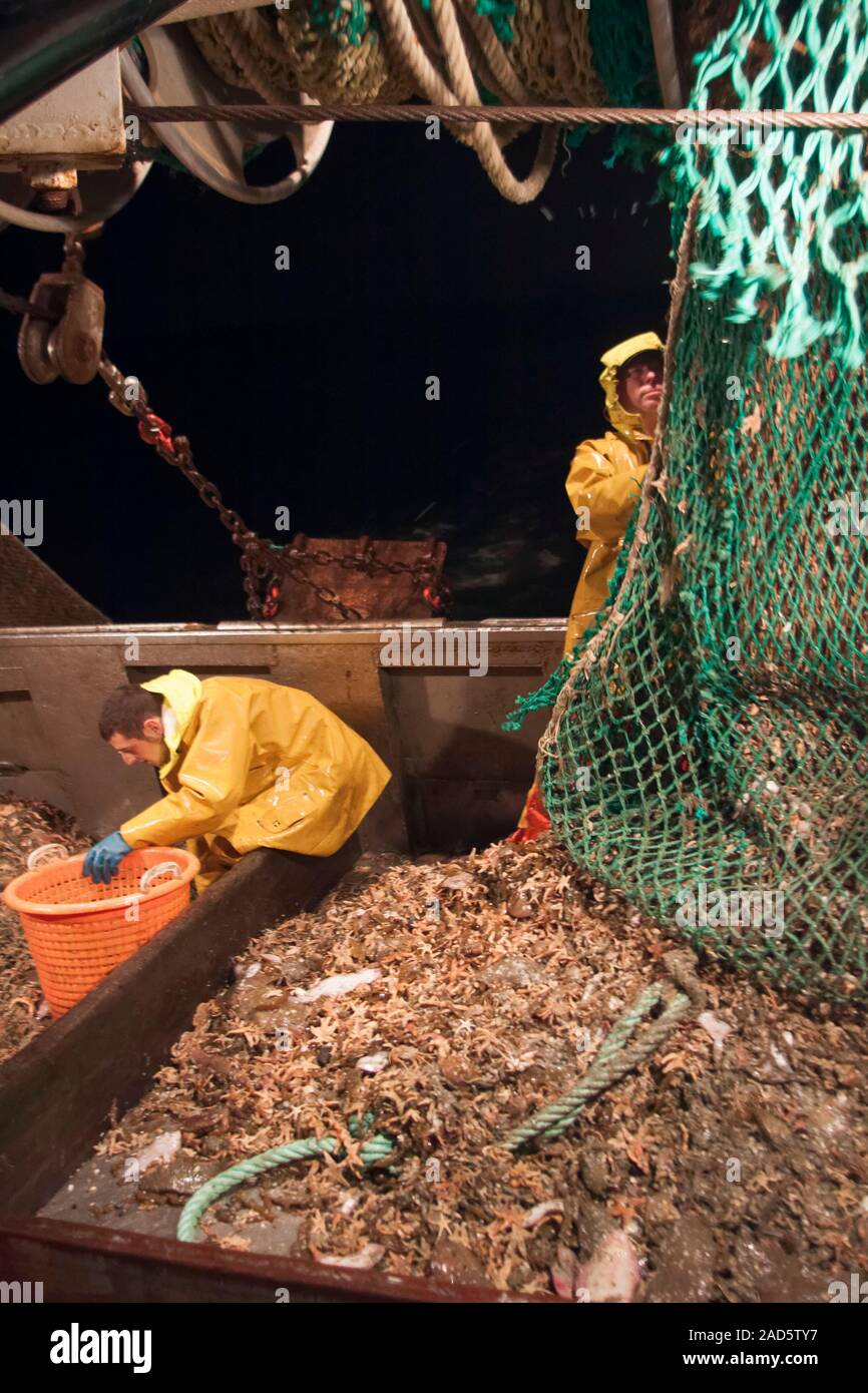 Trawler fishing. Fishermen handling the catch from a fishing trawler ...