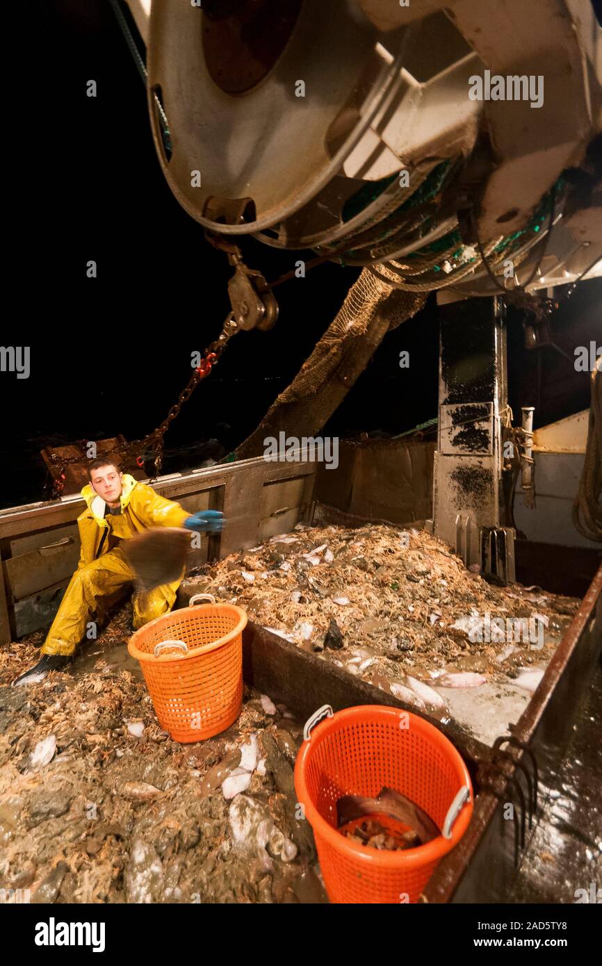 Trawler fishing. Fisherman selecting fish from the catch from a fishing ...