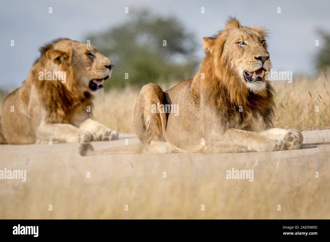 Male lion brothers hi-res stock photography and images - Alamy