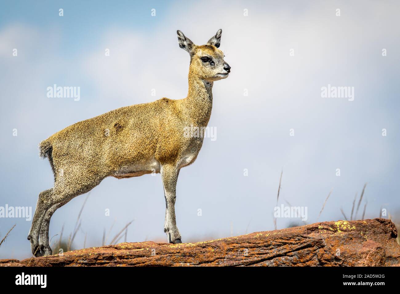 Klipspringer standing on a rock and starring Stock Photo - Alamy