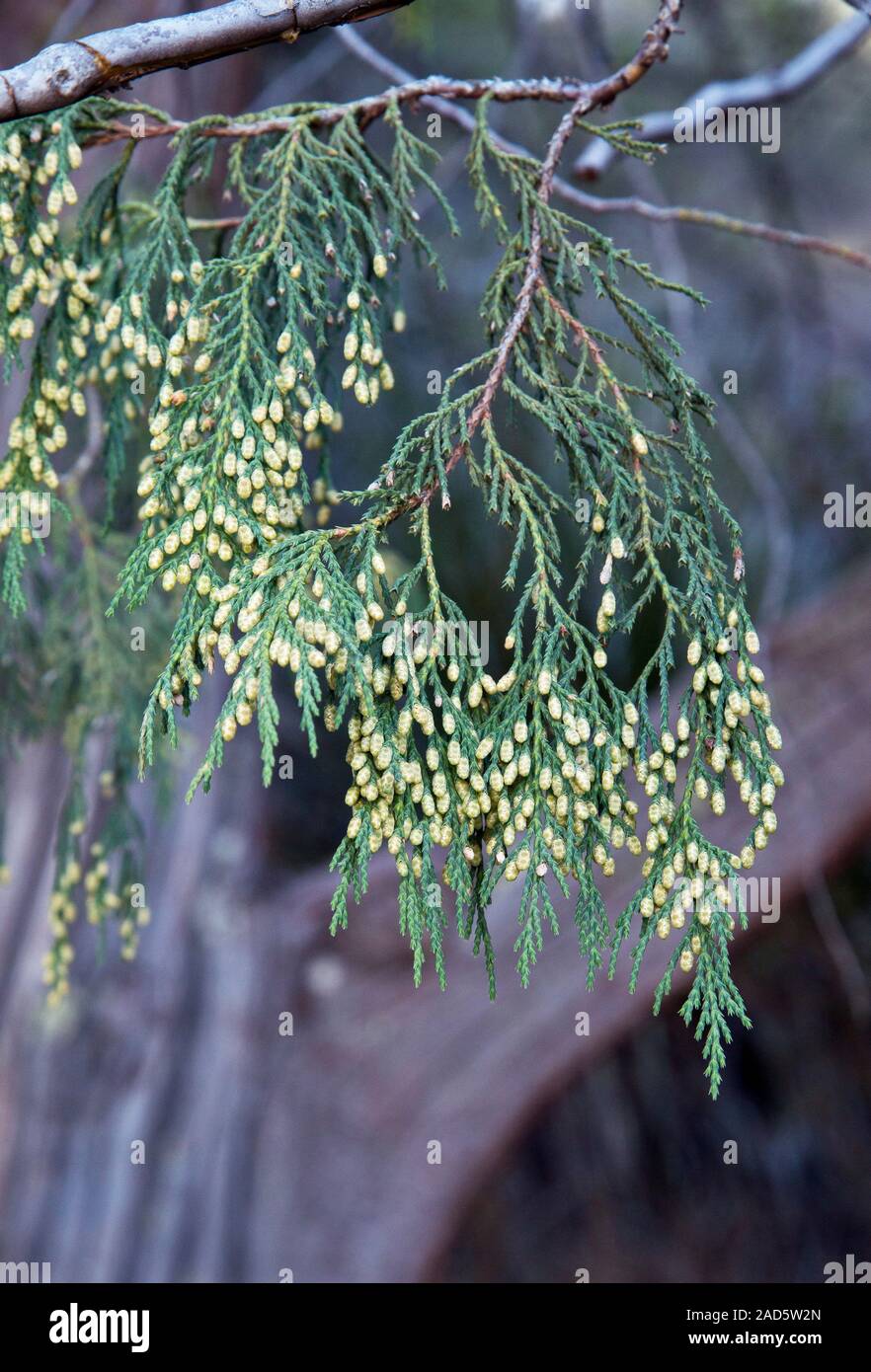 Drooping juniper (Juniperus flaccida) with cones, photographed in the ...