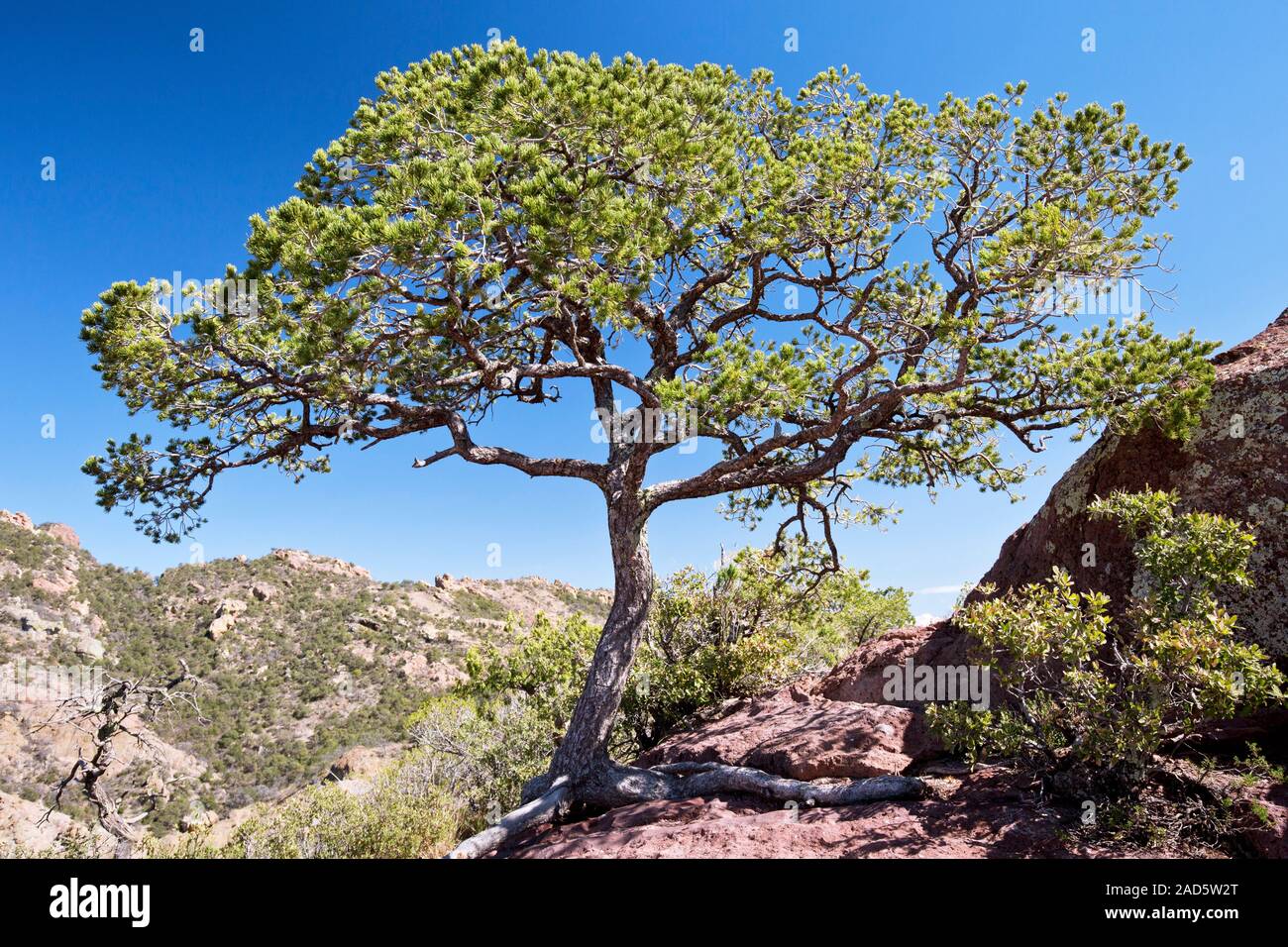 Mexican pinyon pine (Pinus cembroides) in the Chisos mountains, Big ...