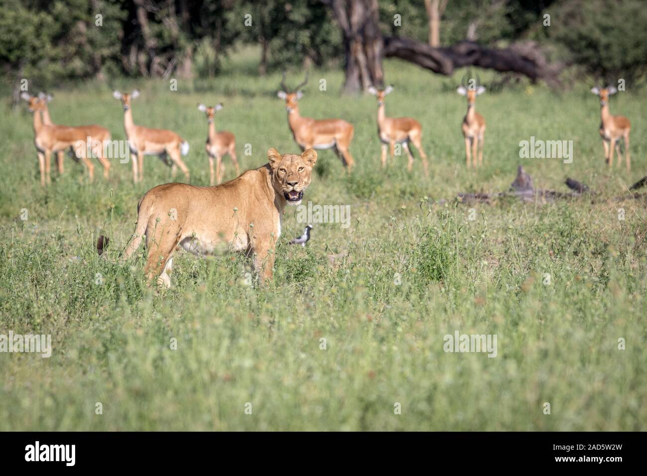 Lion impala hi-res stock photography and images - Alamy