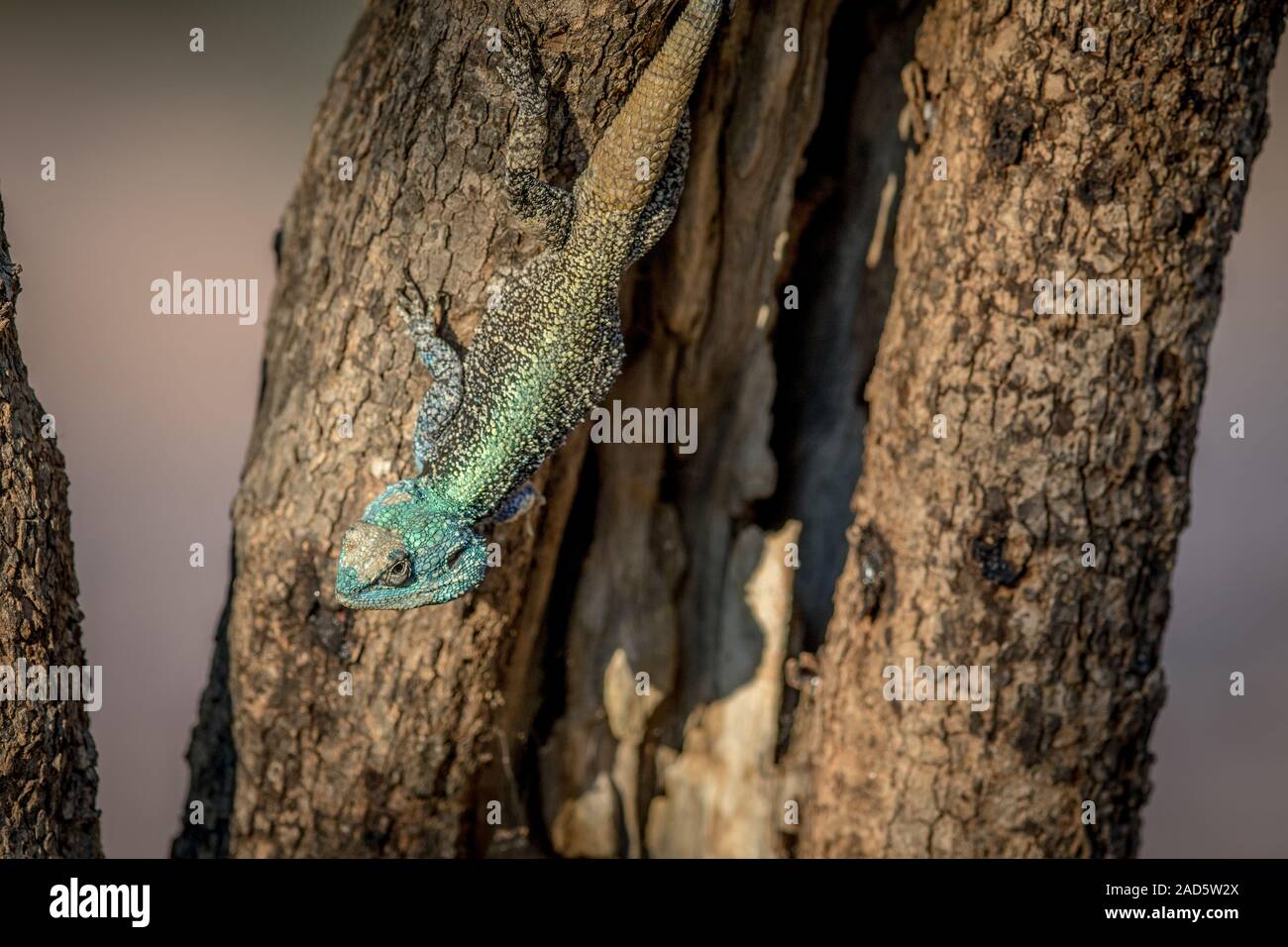 Southern tree agama in a tree Stock Photo - Alamy