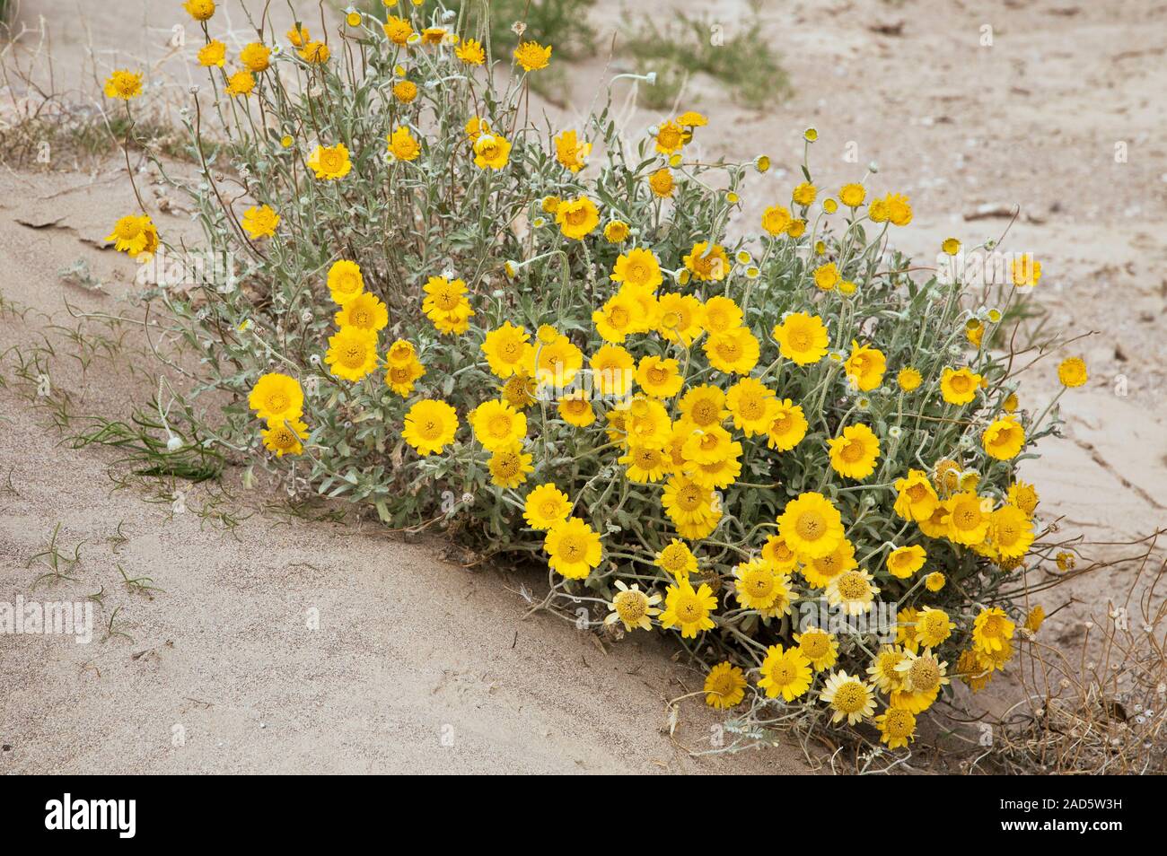 Desert marigold flowers (Baileya multiradiata). Photographed in the USA ...