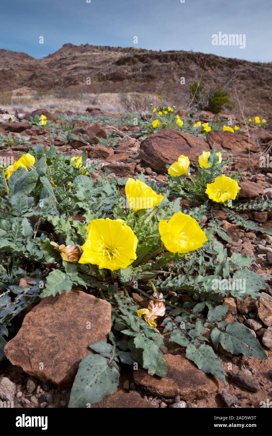 Desert evening primrose (Oenothera primiveris) flowering in early ...