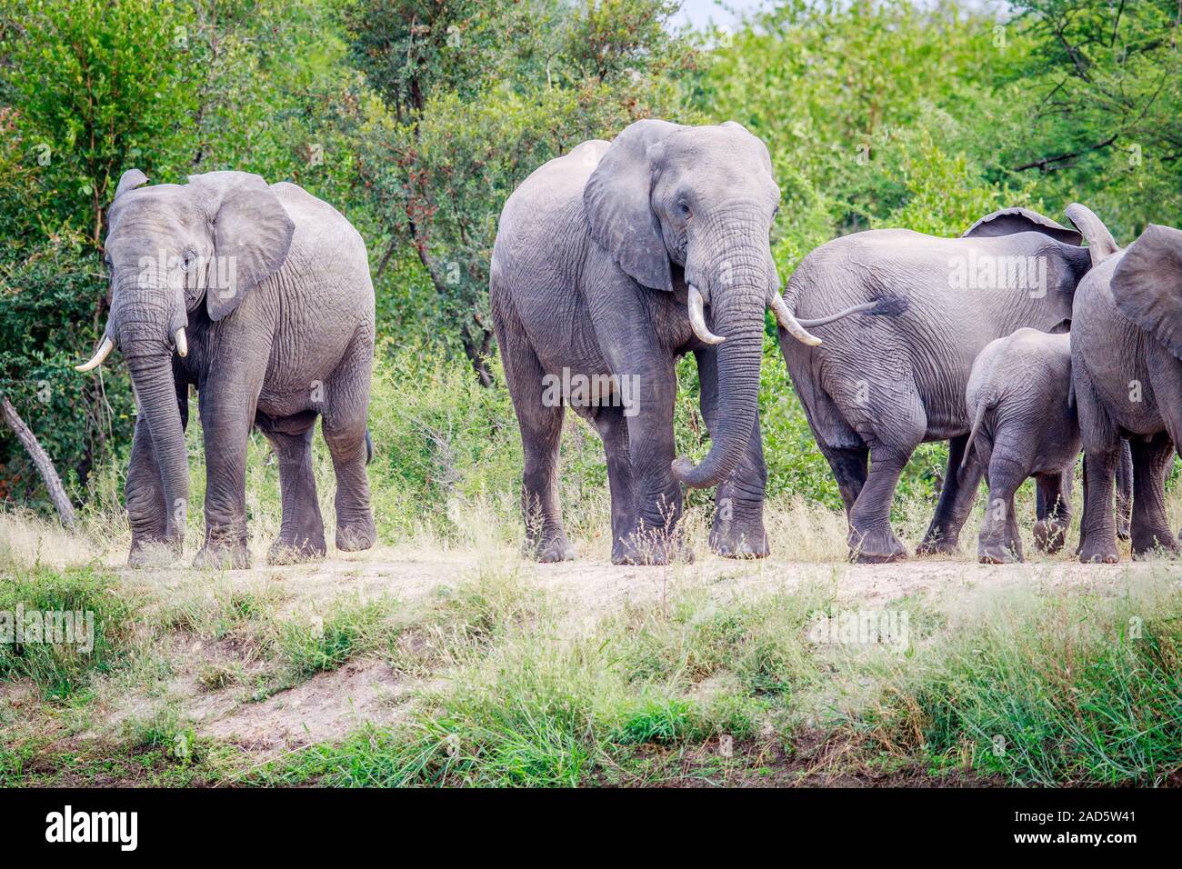 Elephants standing hi-res stock photography and images - Alamy