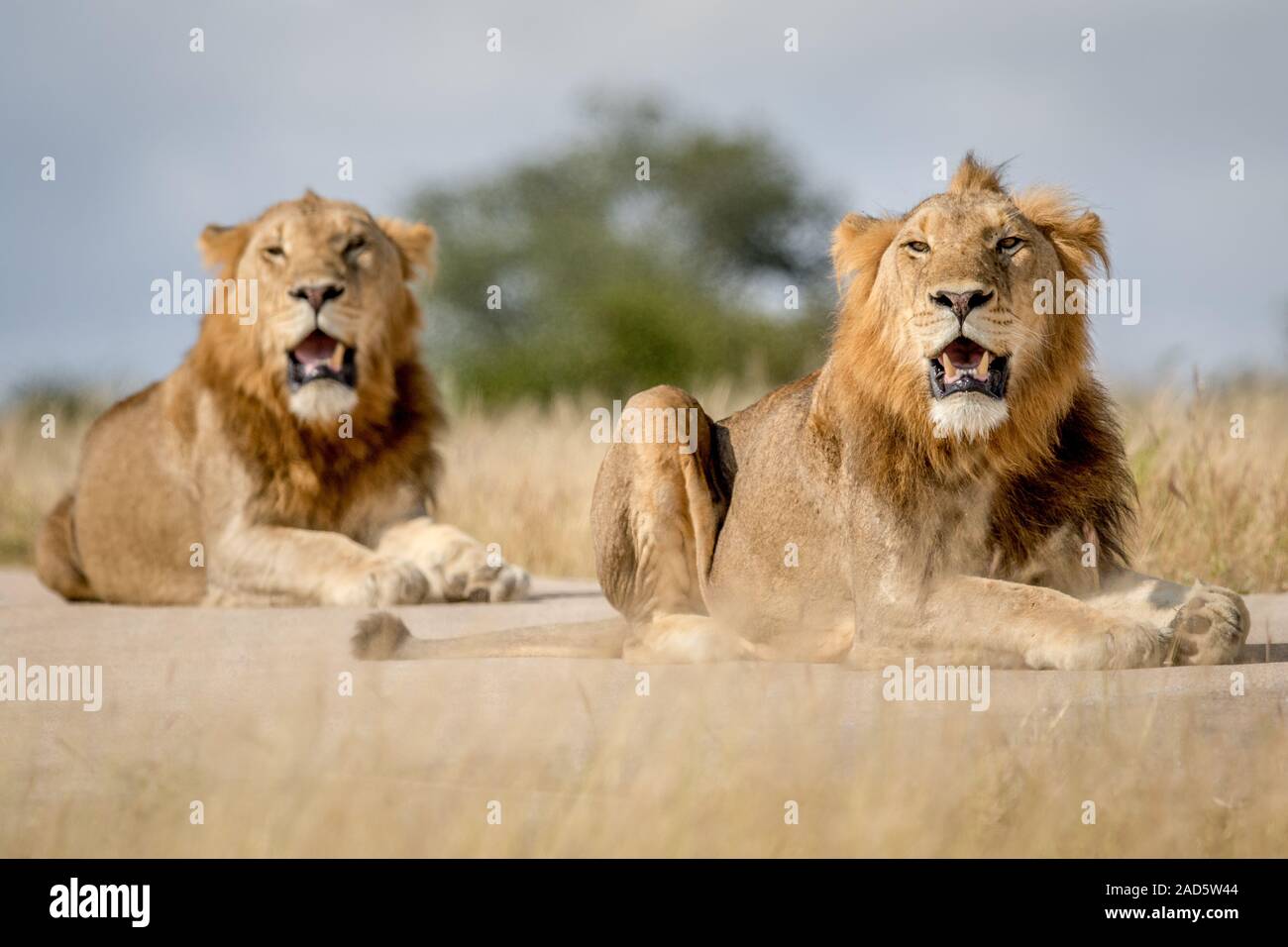 Male lion brothers hi-res stock photography and images - Alamy