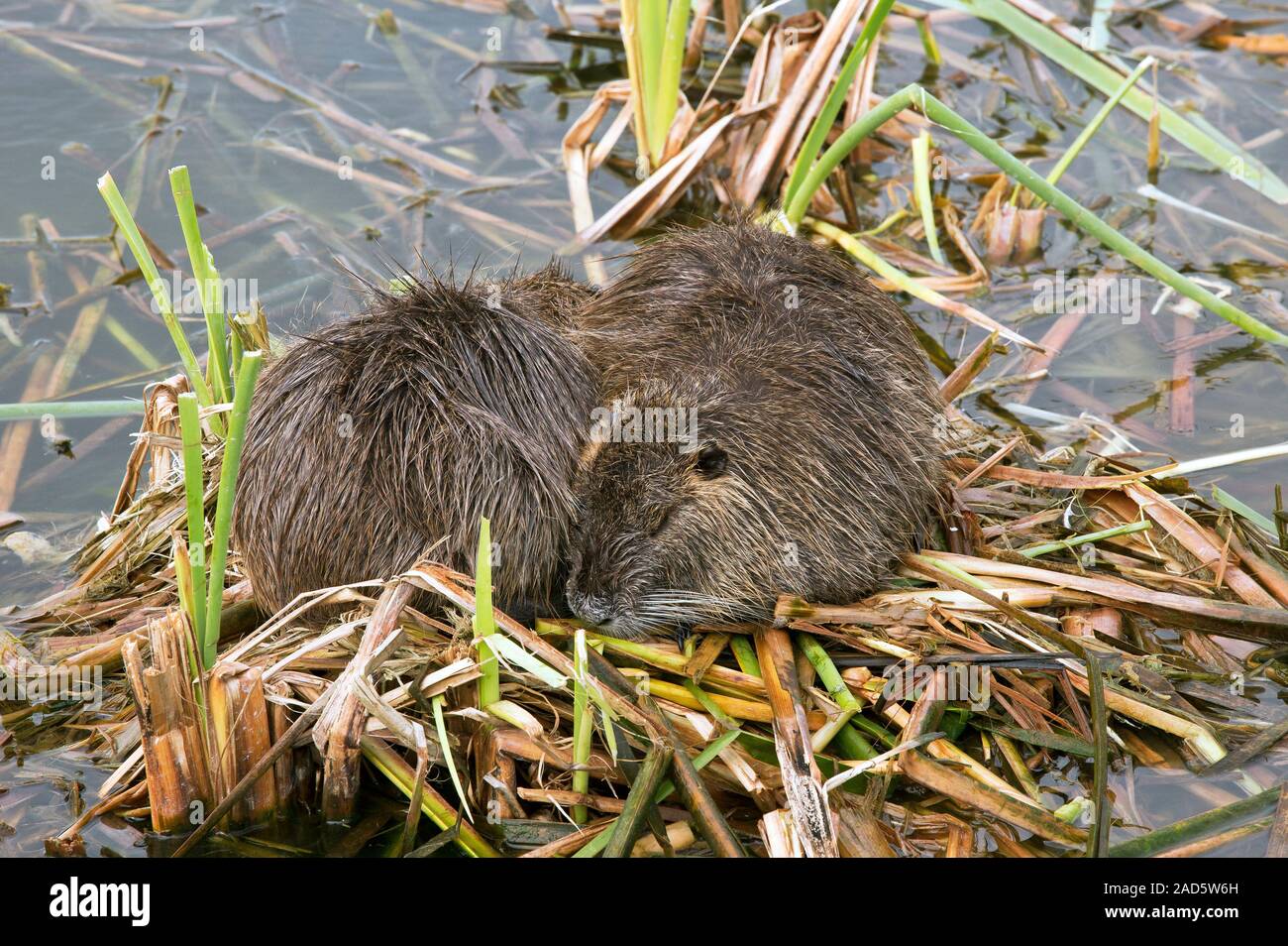 Coypu pair. The coypu (Myocastor coypus), or nutria, is a semi-aquatic ...
