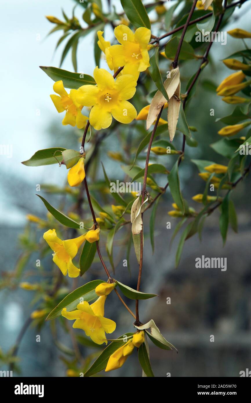 Carolina jessamine (Gelsemium sempervirens) in flower in early spring ...