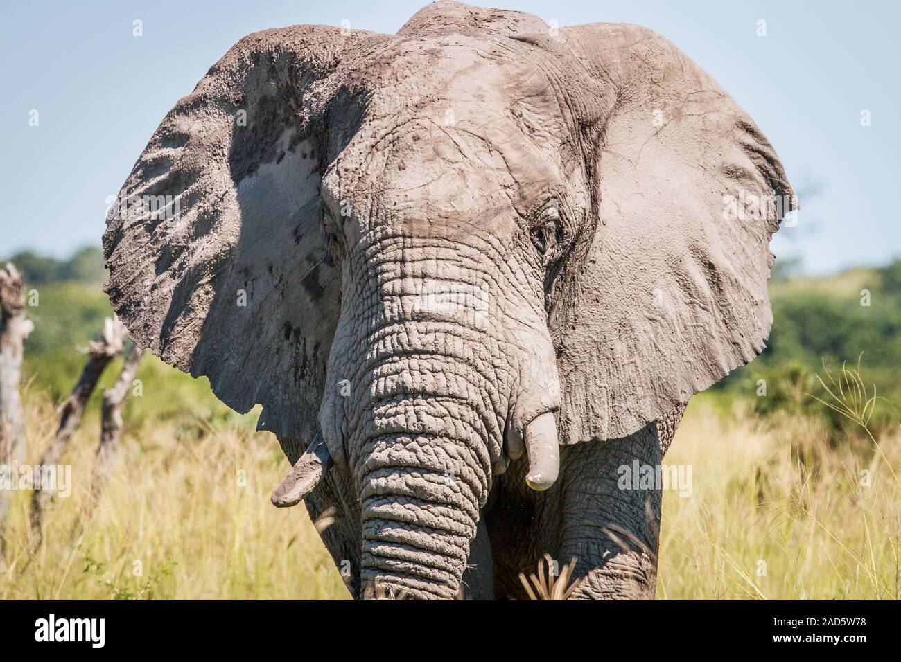 Elephant starring at the camera Stock Photo - Alamy