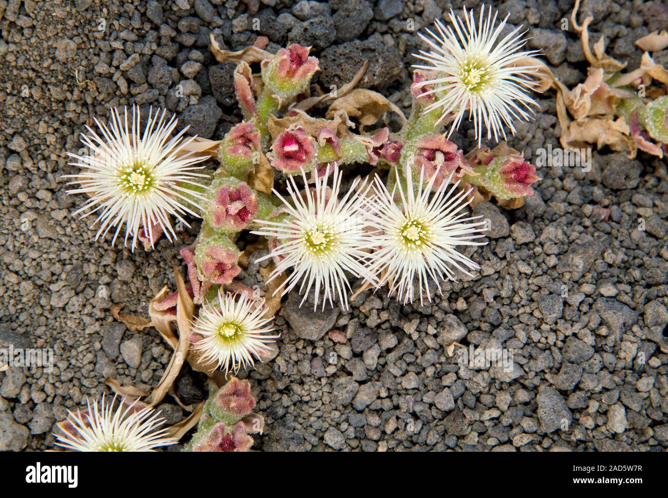 Common ice-plant (Mesembryanthemum crystallinum) in flower growing on ...