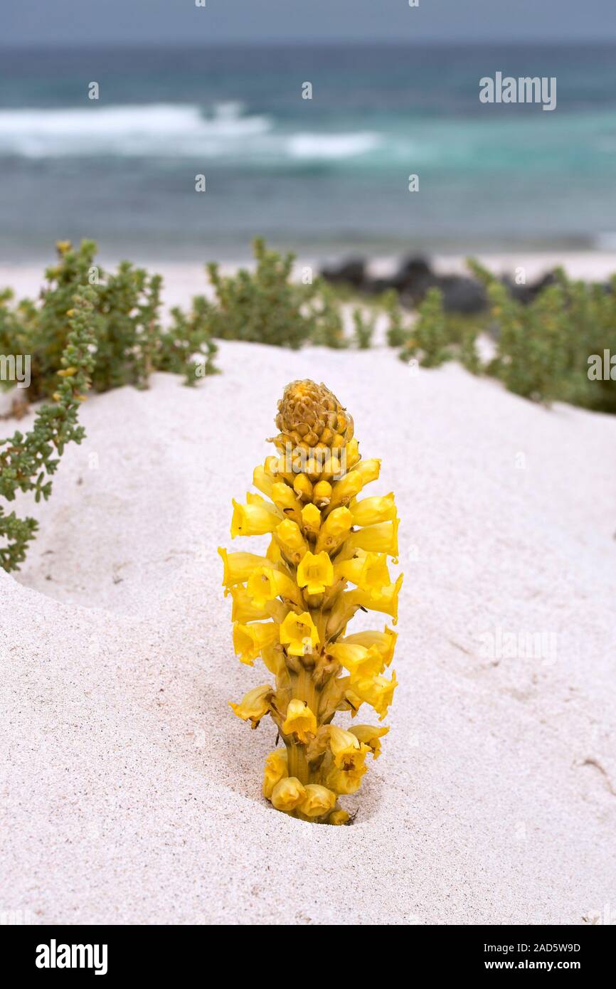 Yellow cistanche (Cistanche phelypaea) flowering on sand dunes. This ...