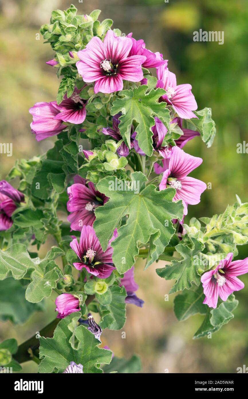 Tree mallow (Malva arborea) in flower Stock Photo - Alamy