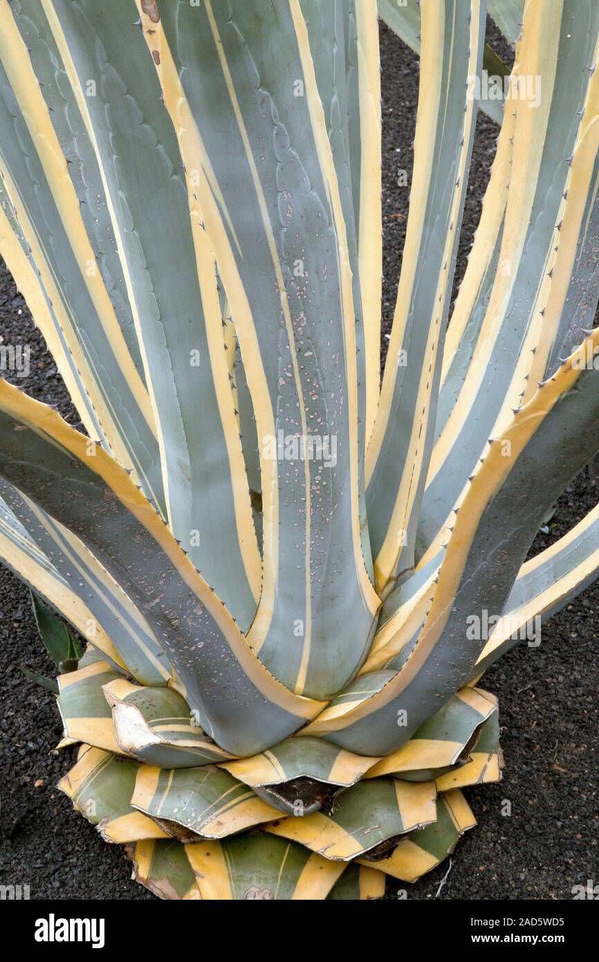 Variegated American aloe (Agave americana 'marginata aurea' Stock Photo ...