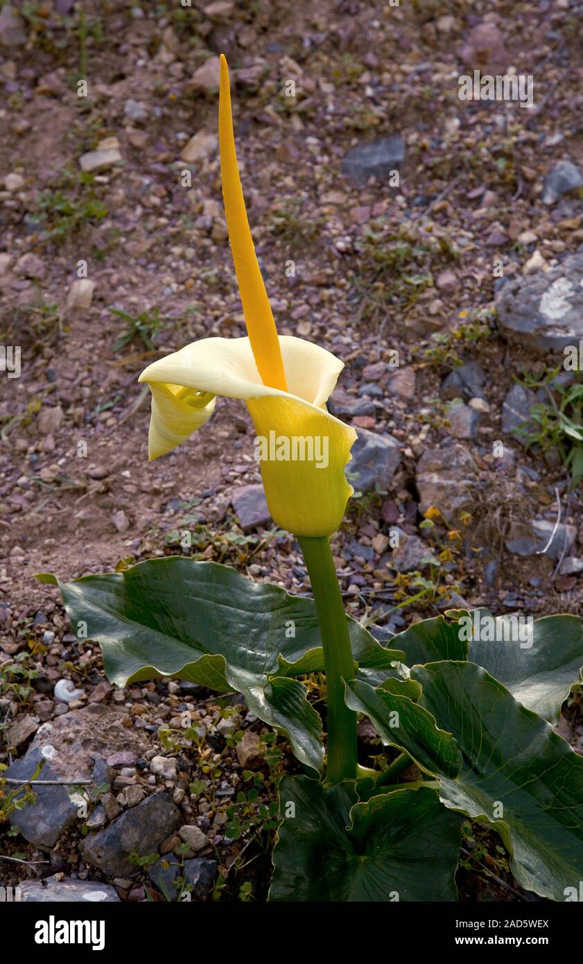 Cretan arum (Arum creticum) in flower in Crete, Greece. This species is ...