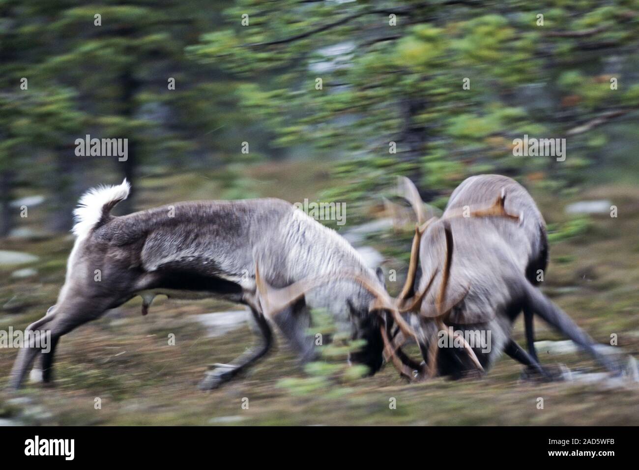 Reindeer / Mountain Reindeer / Norwegian Reindeer / Northern Reindeer ...
