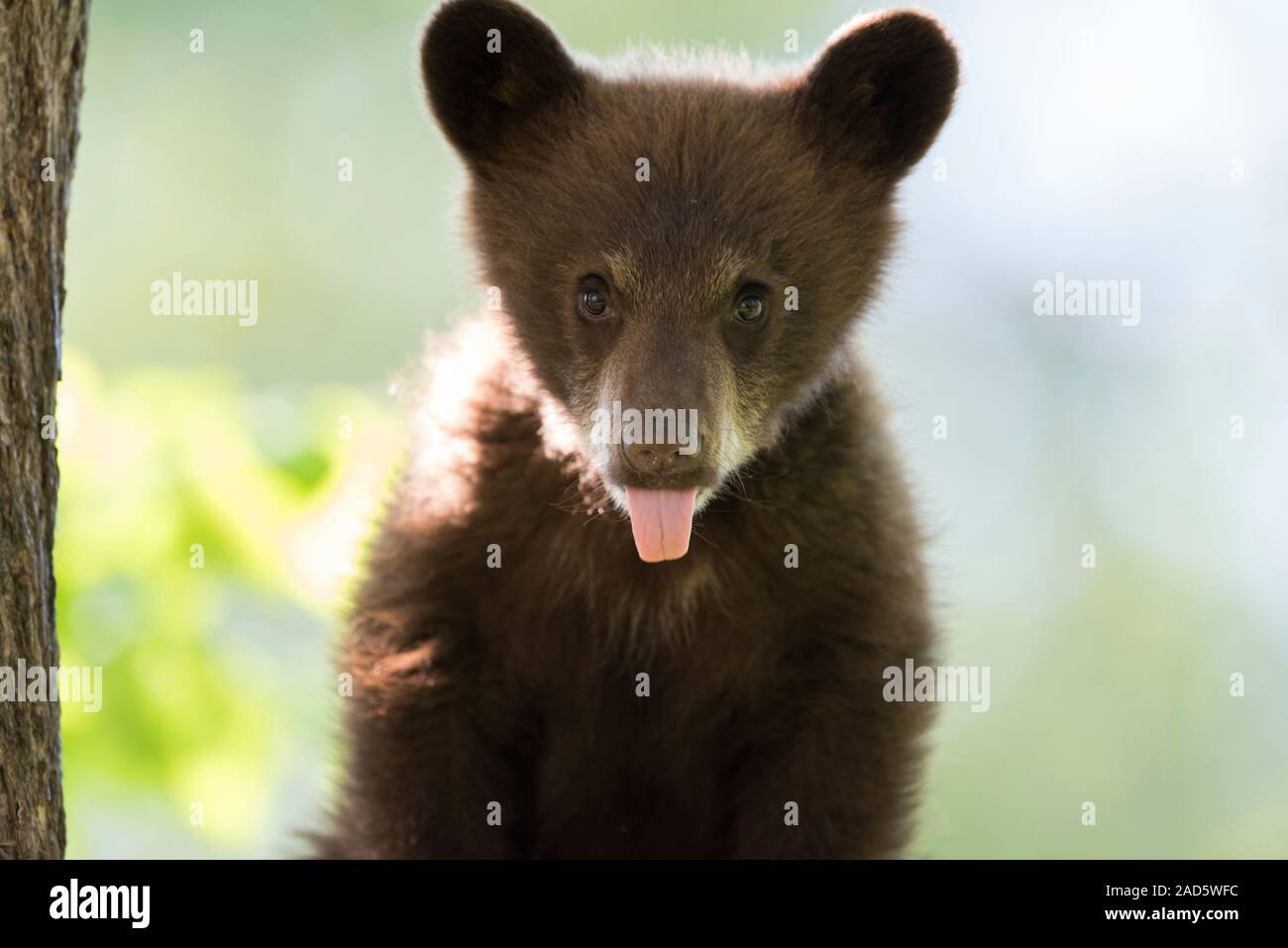 American black bear (Ursus americanus) cub. Black bears occur in a wide ...