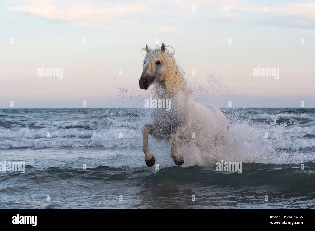 Camargue horse galloping through waves. This horse is a local breed of ...